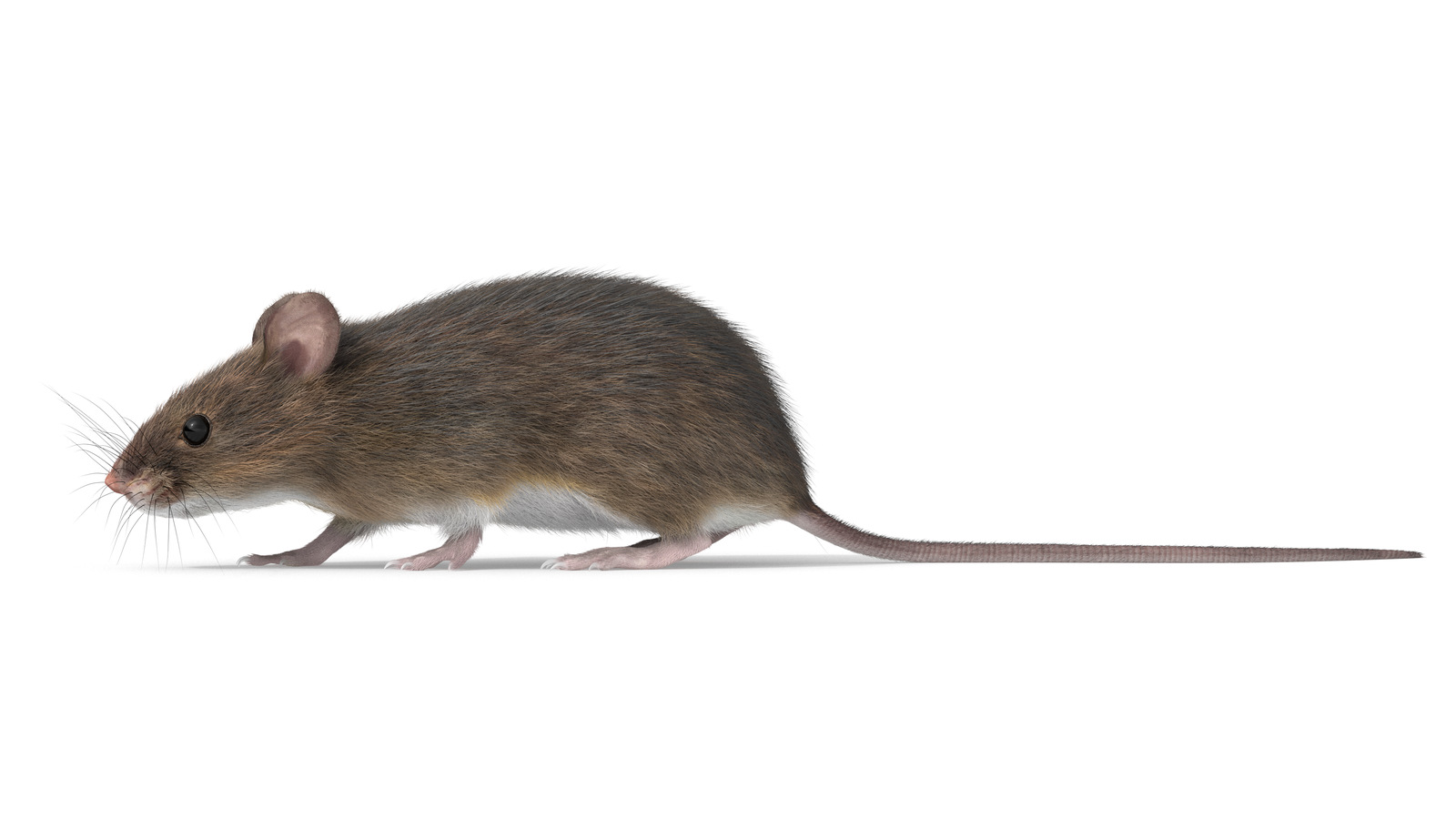 Artfakta från SLU Artdatabanken