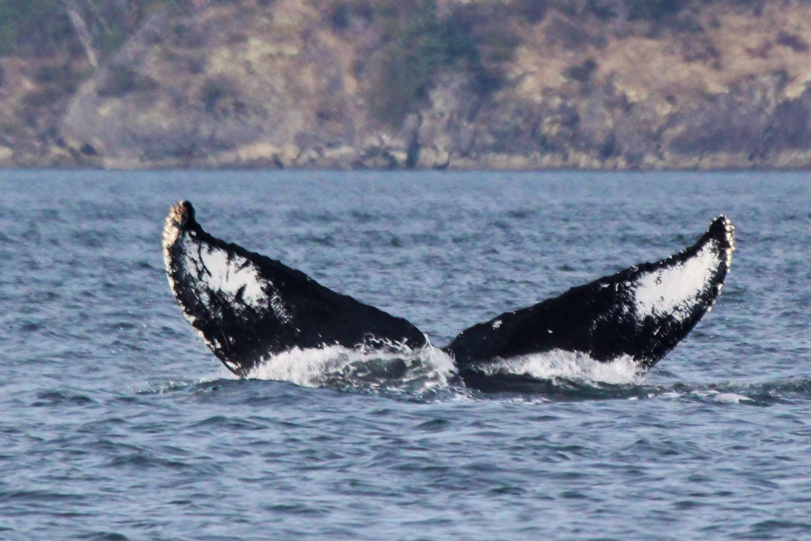 Artfakta från SLU Artdatabanken