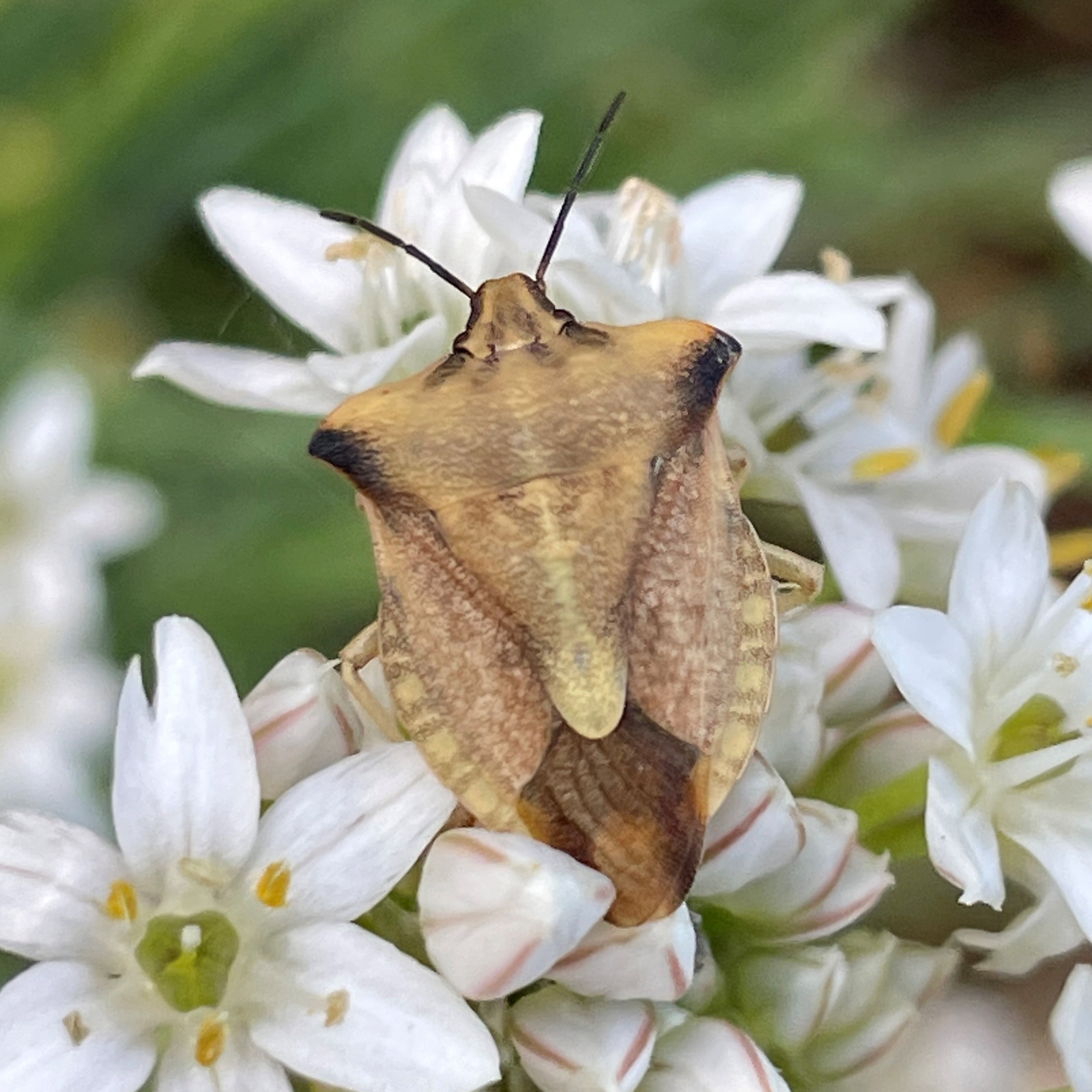 Artfakta från SLU Artdatabanken