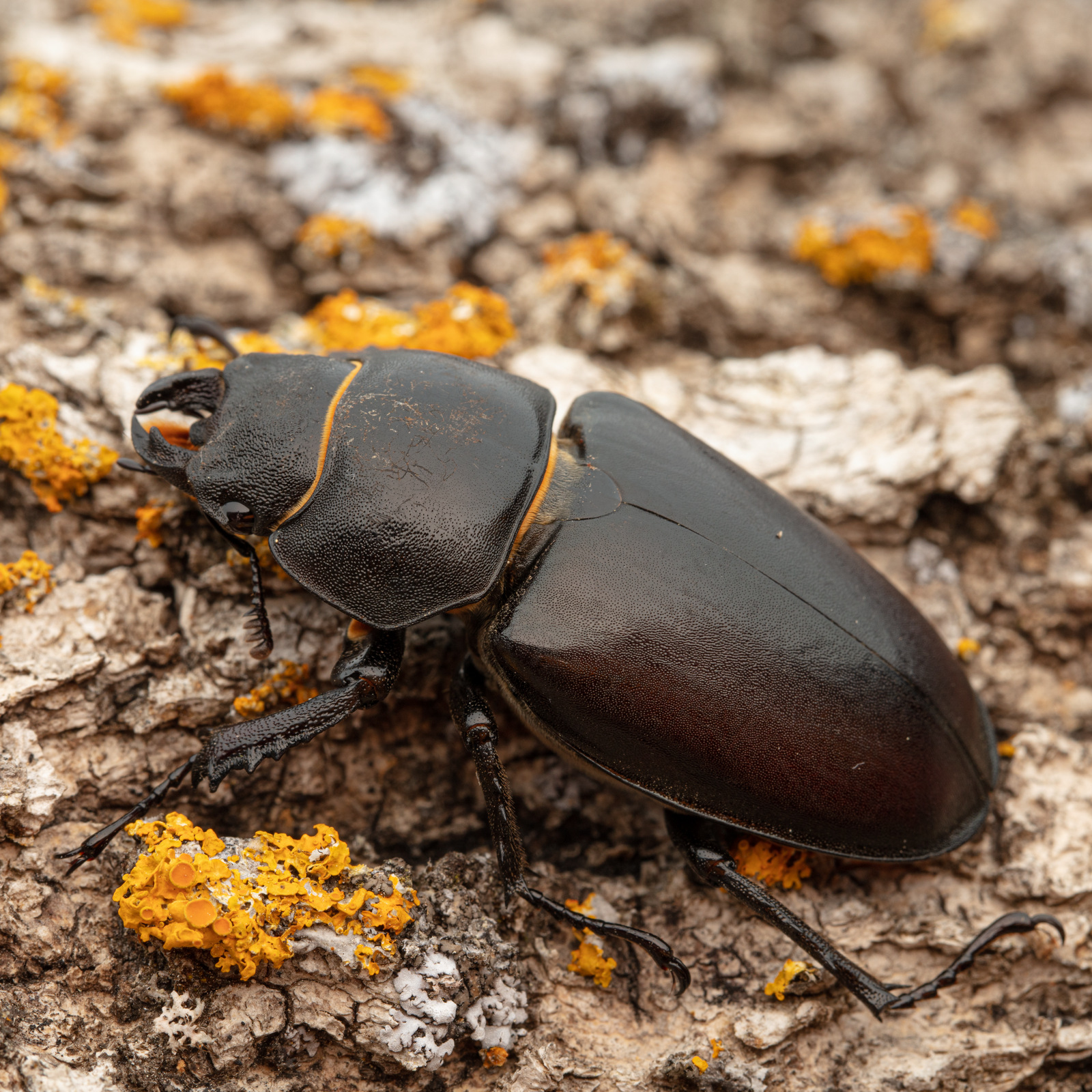 Artfakta från SLU Artdatabanken