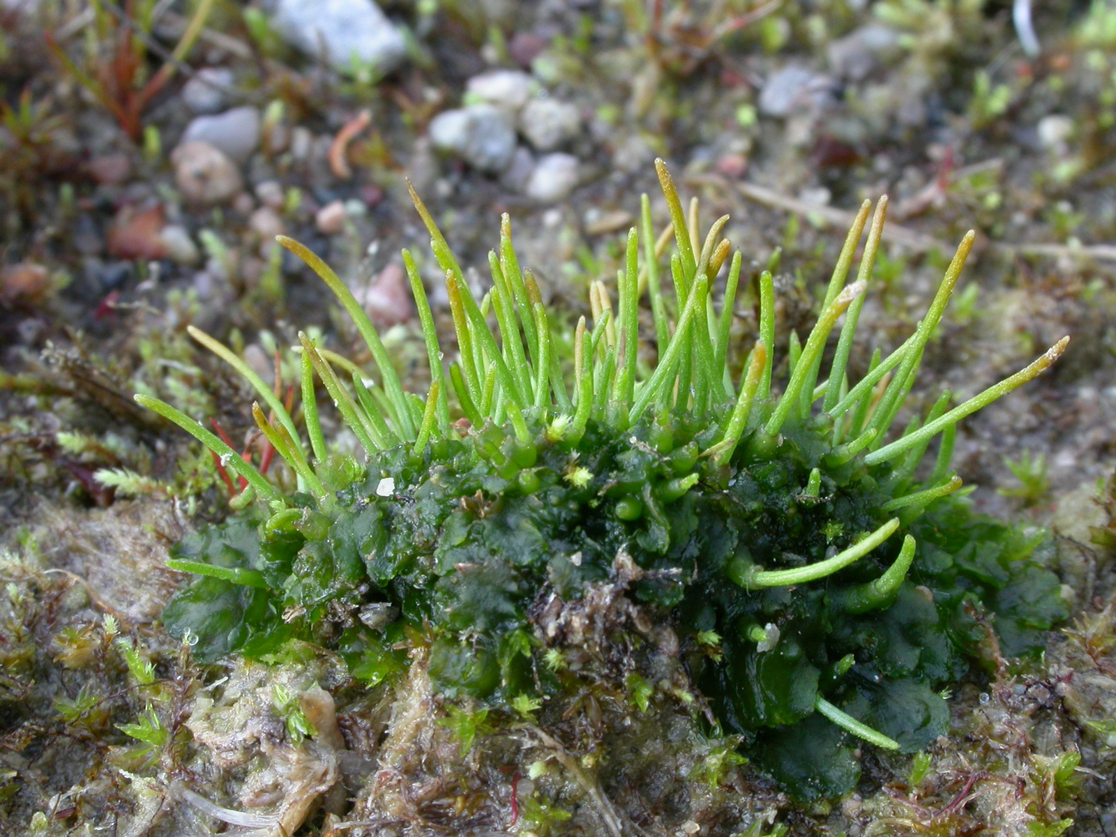 Artfakta från SLU Artdatabanken