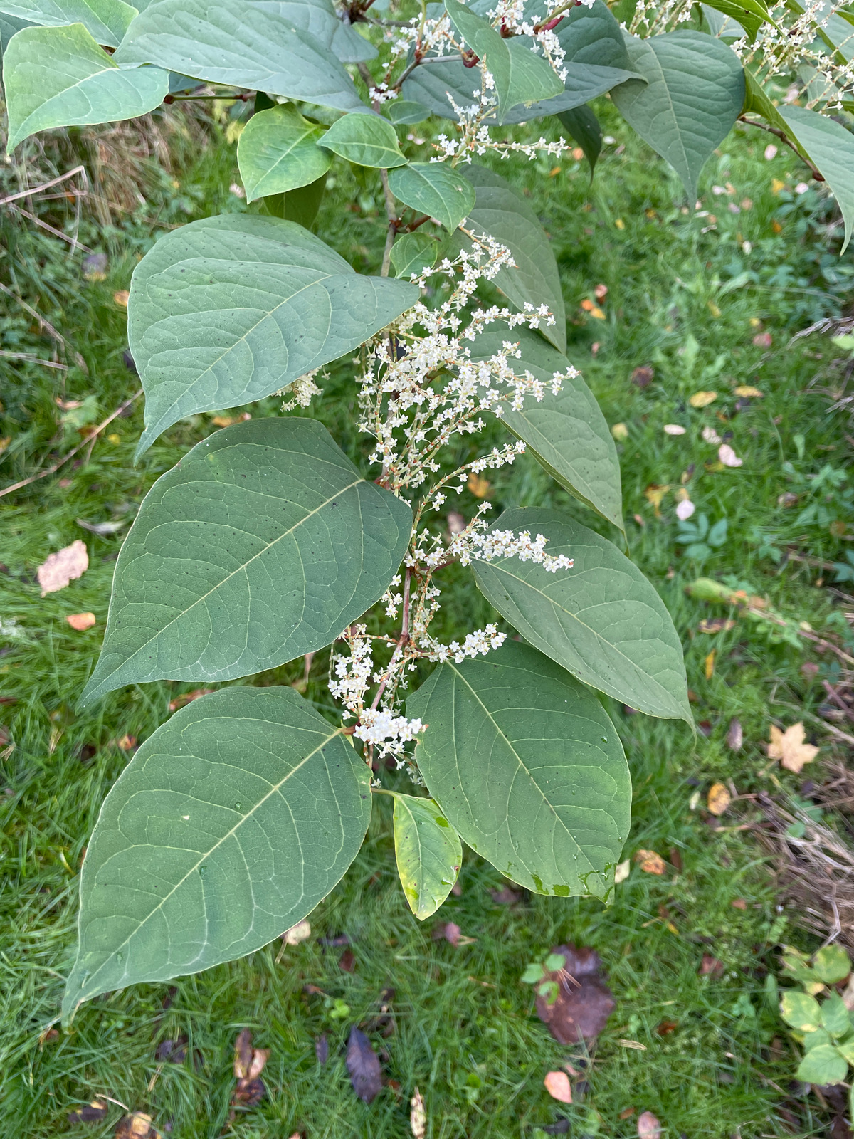 Artfakta från SLU Artdatabanken