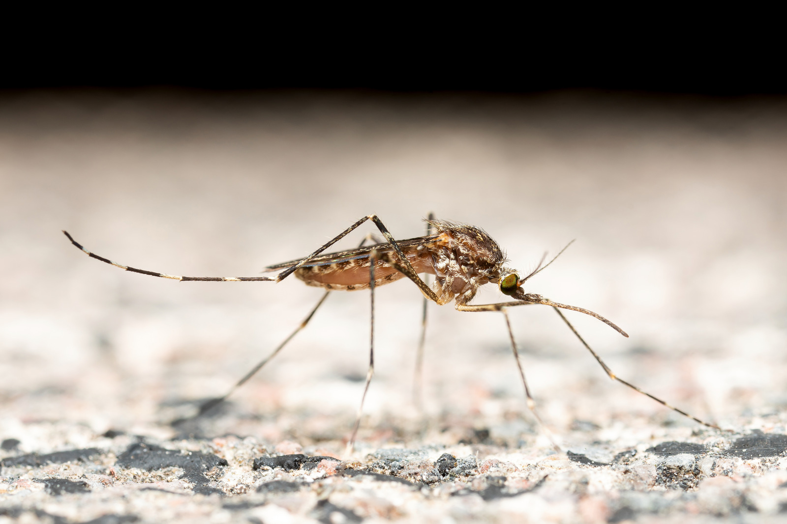 Artfakta från SLU Artdatabanken