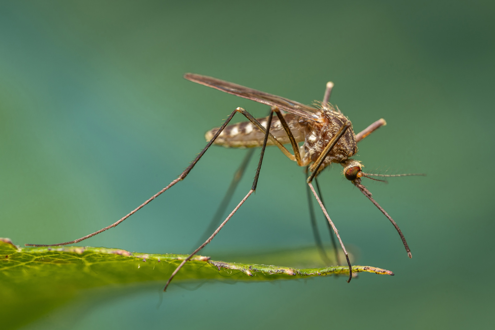 Artfakta från SLU Artdatabanken