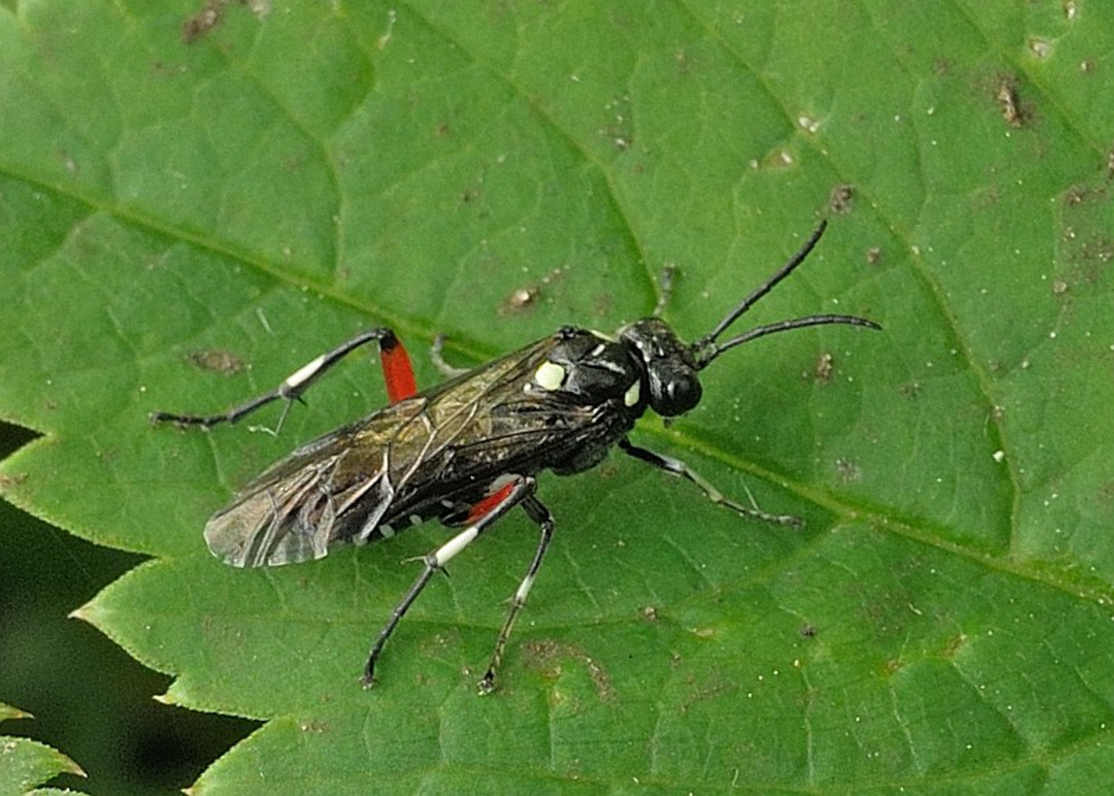 Artfakta från SLU Artdatabanken