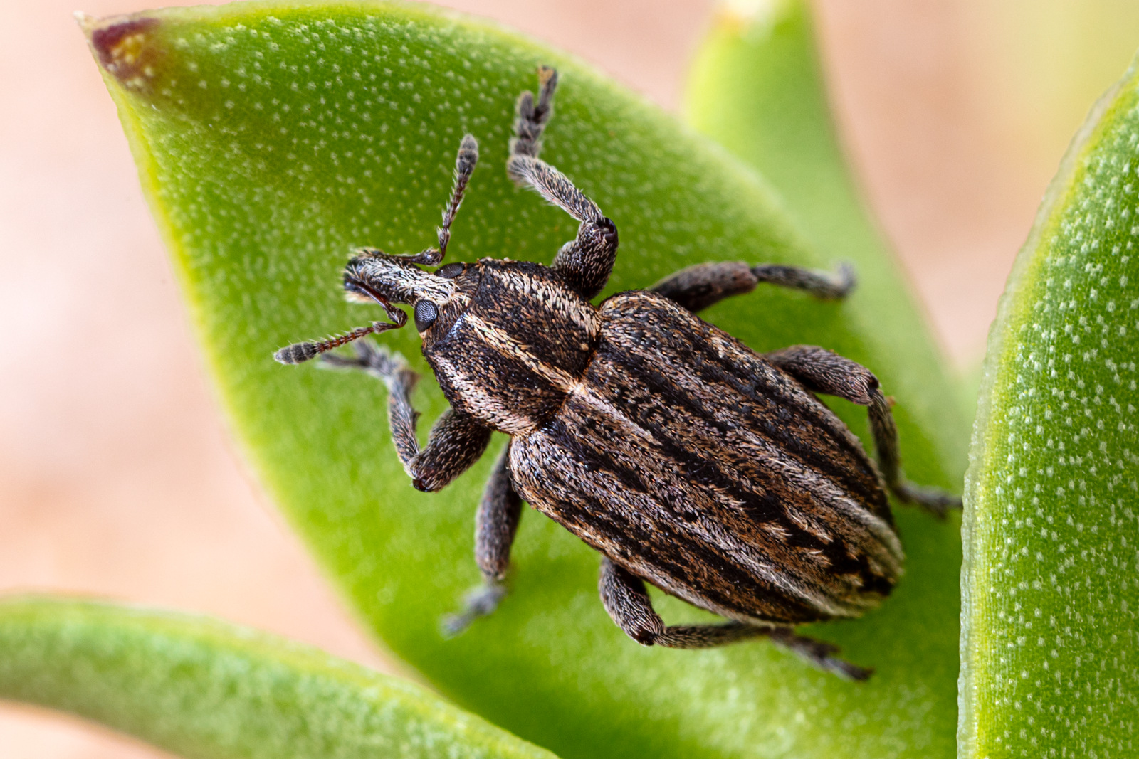 Artfakta från SLU Artdatabanken