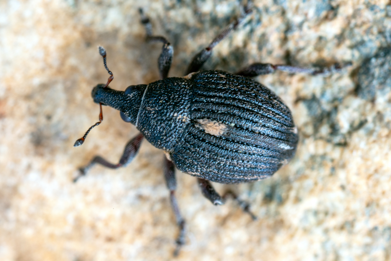 Artfakta från SLU Artdatabanken