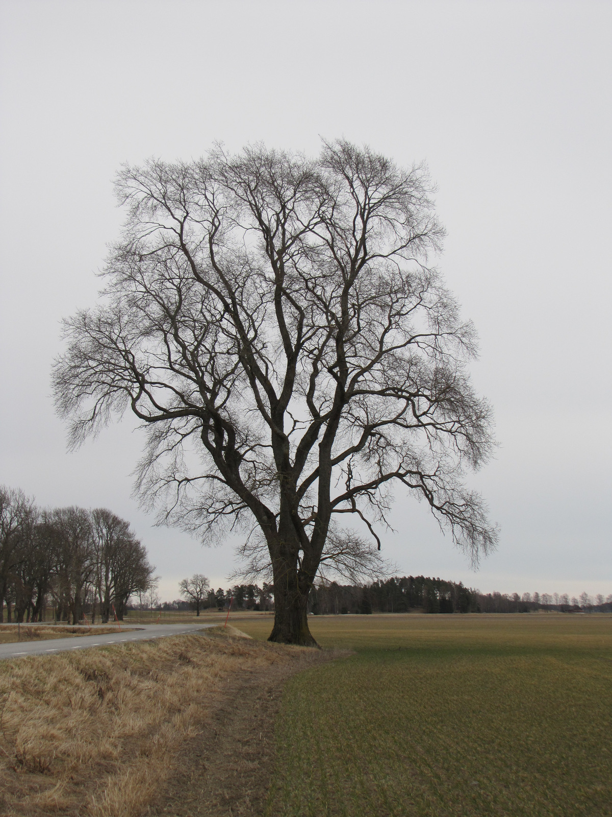 Artfakta från SLU Artdatabanken