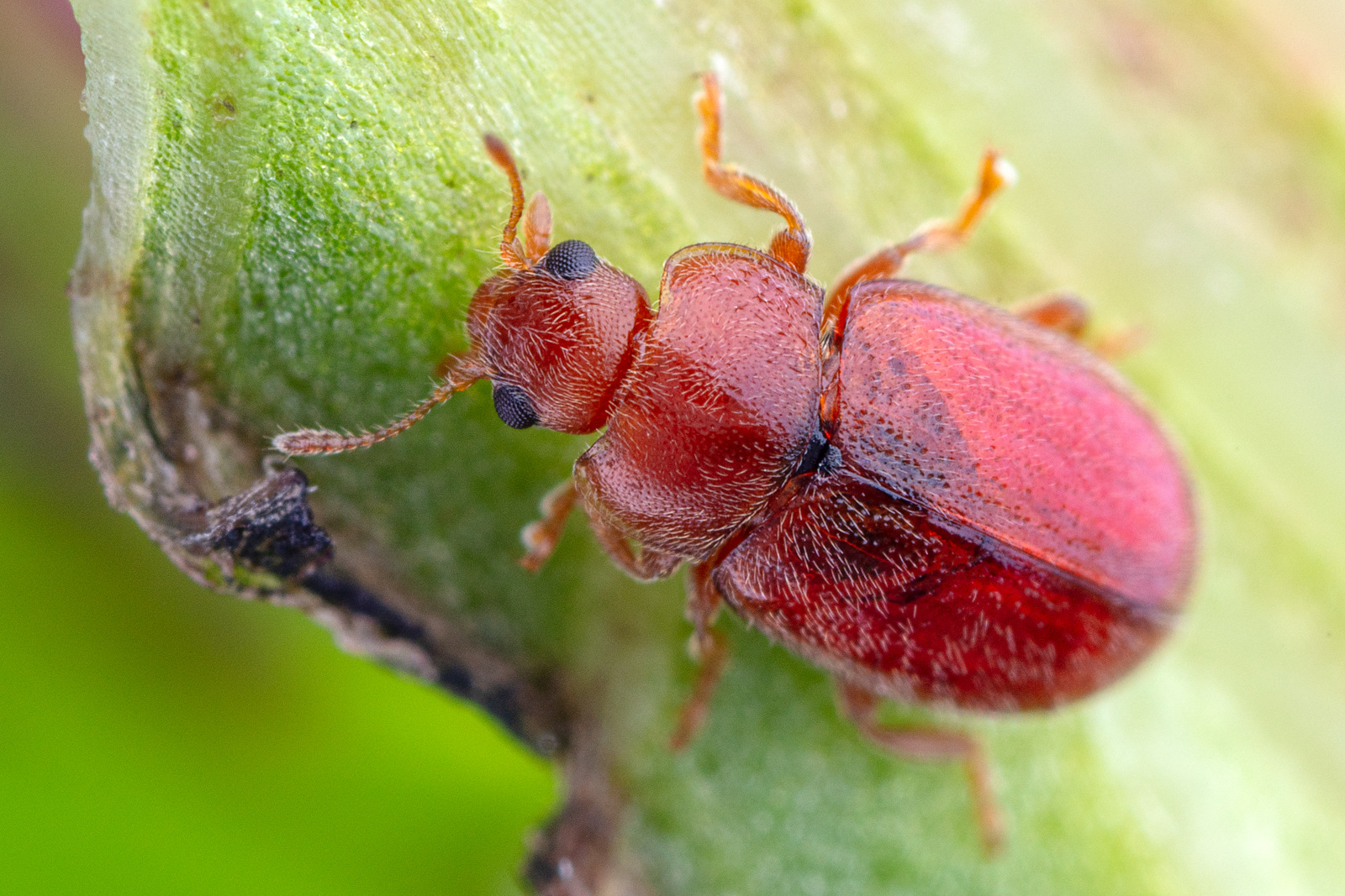 Artfakta från SLU Artdatabanken