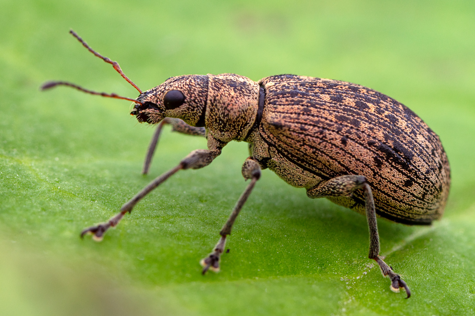 Artfakta från SLU Artdatabanken