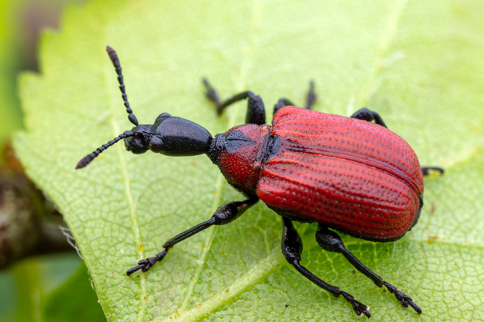 Artfakta från SLU Artdatabanken