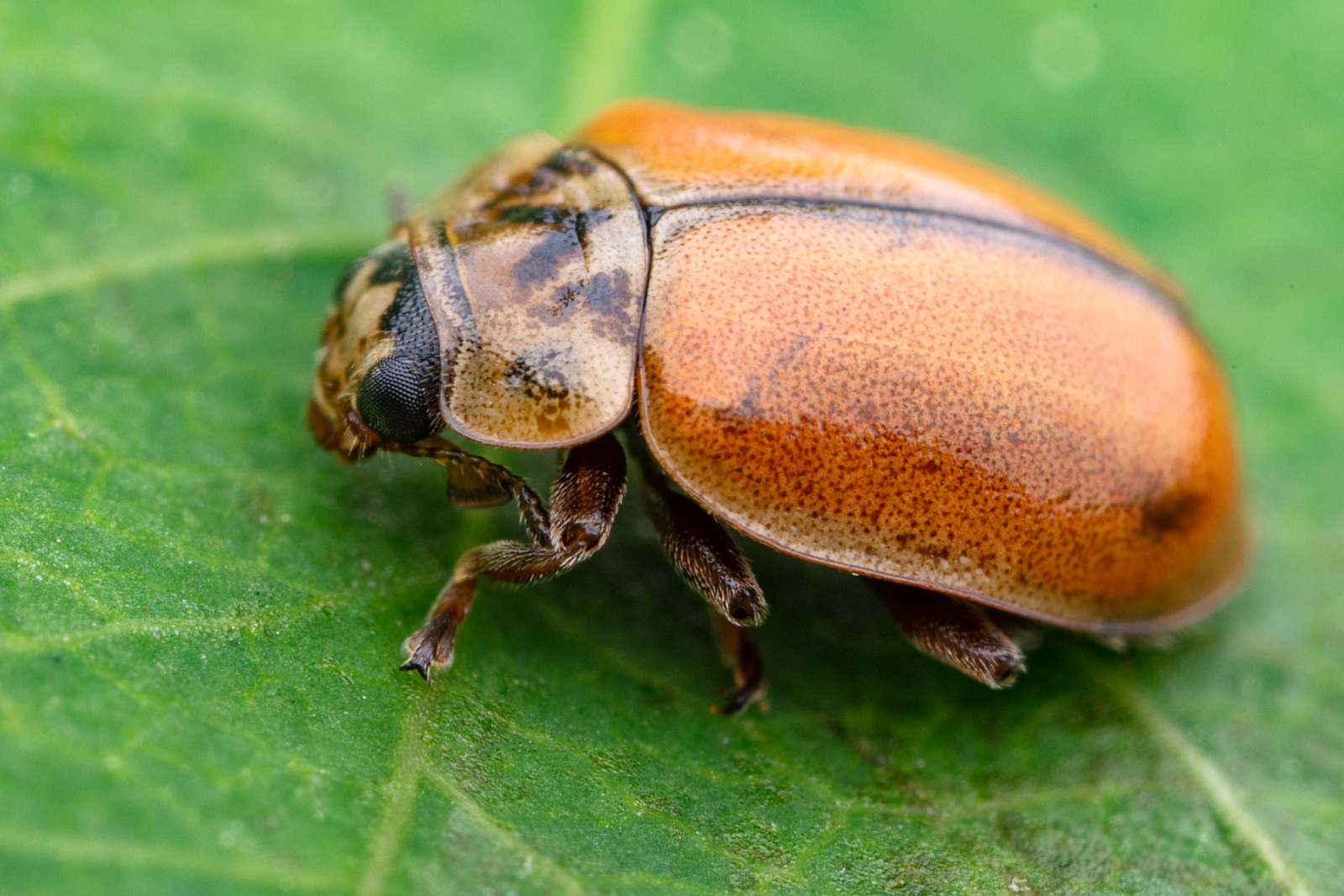 Artfakta från SLU Artdatabanken