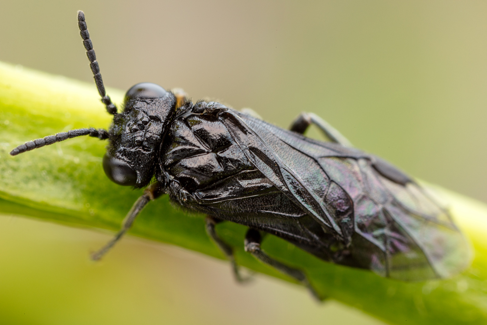 Artfakta från SLU Artdatabanken