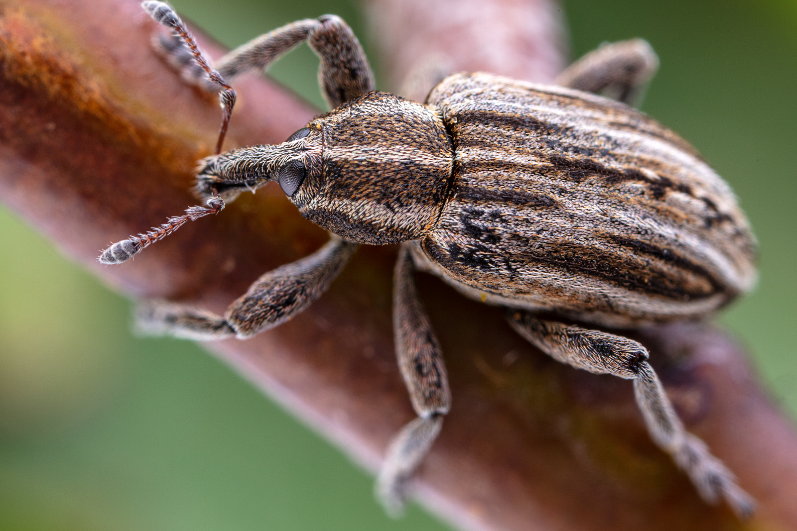 Artfakta från SLU Artdatabanken