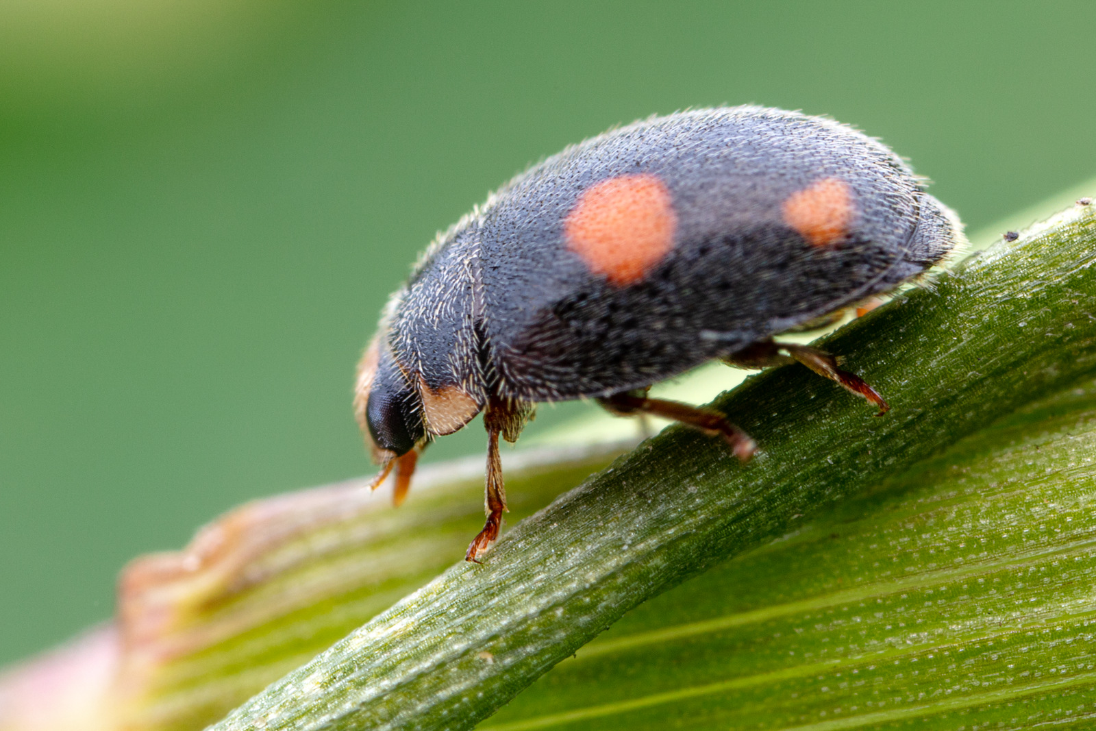 Artfakta från SLU Artdatabanken