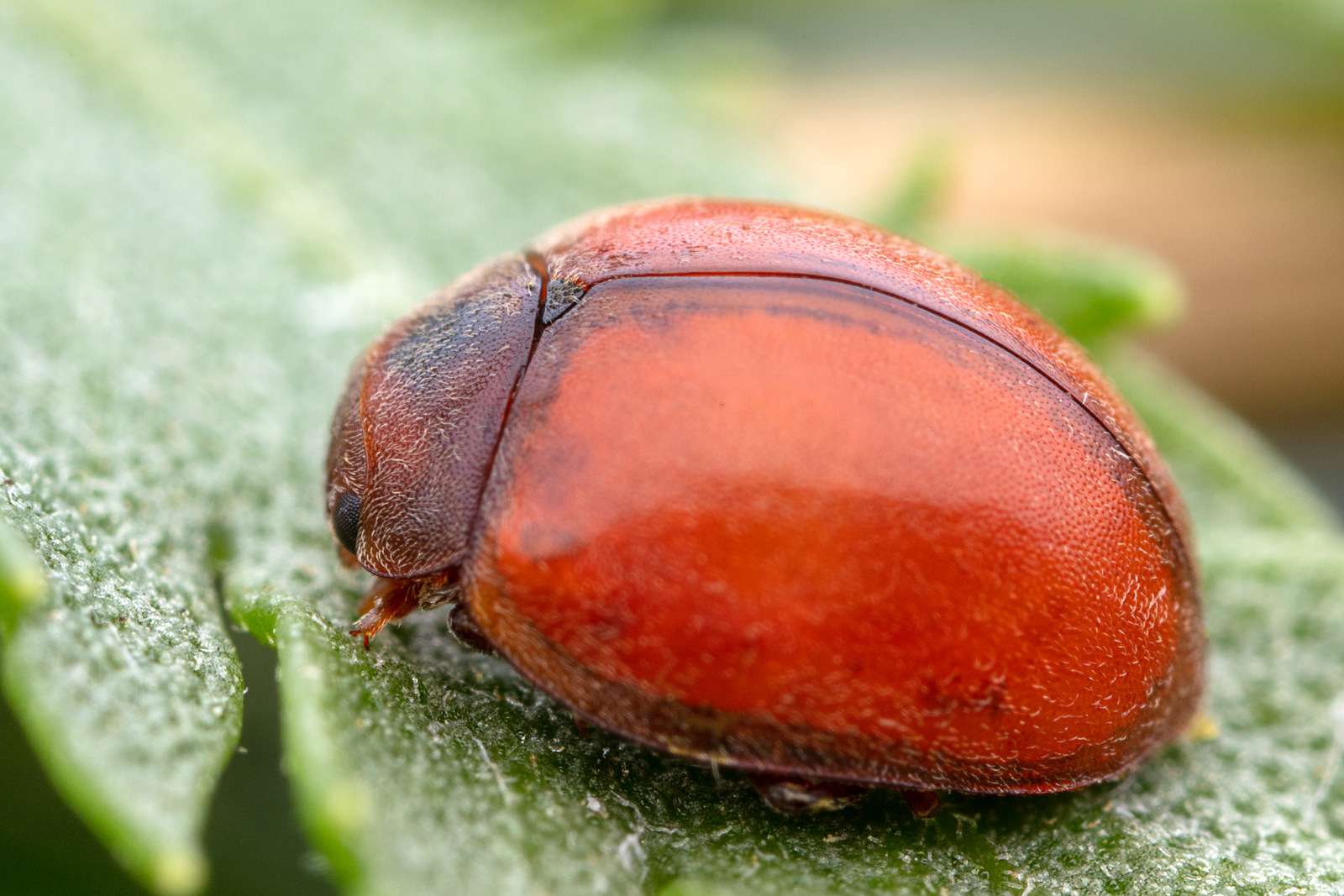 Artfakta från SLU Artdatabanken