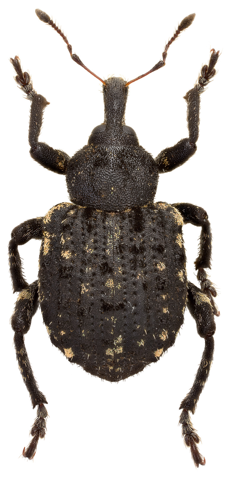 Artfakta från SLU Artdatabanken