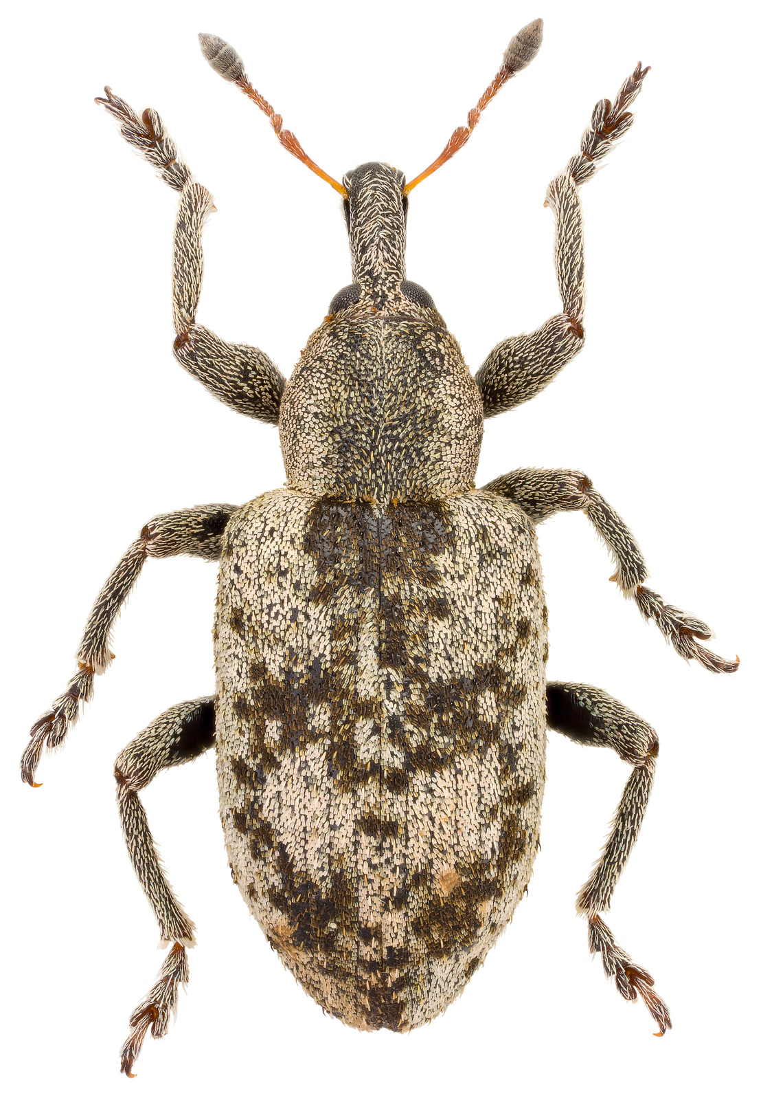 Artfakta från SLU Artdatabanken