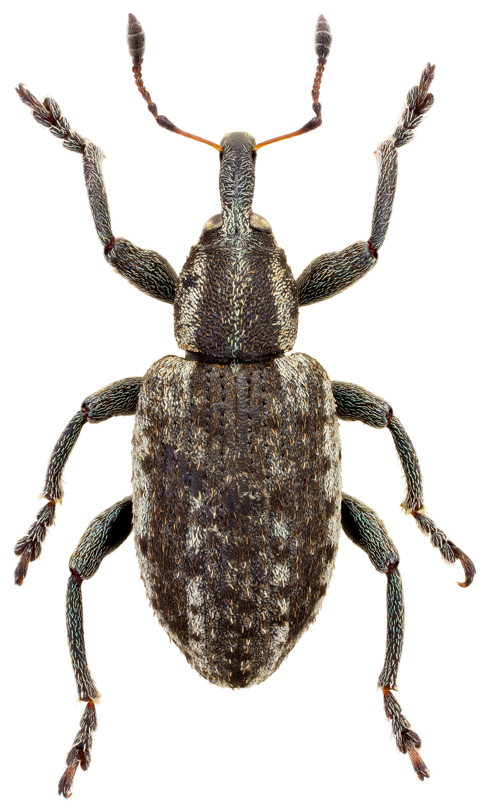 Artfakta från SLU Artdatabanken