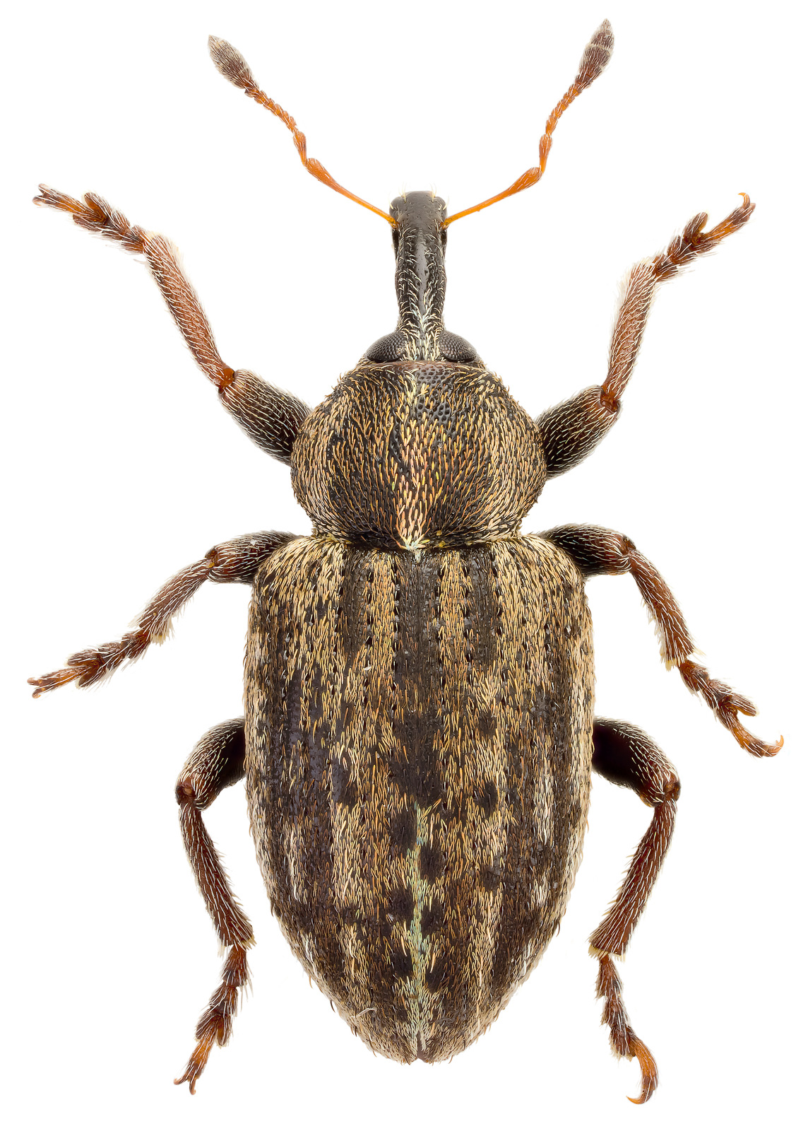 Artfakta från SLU Artdatabanken