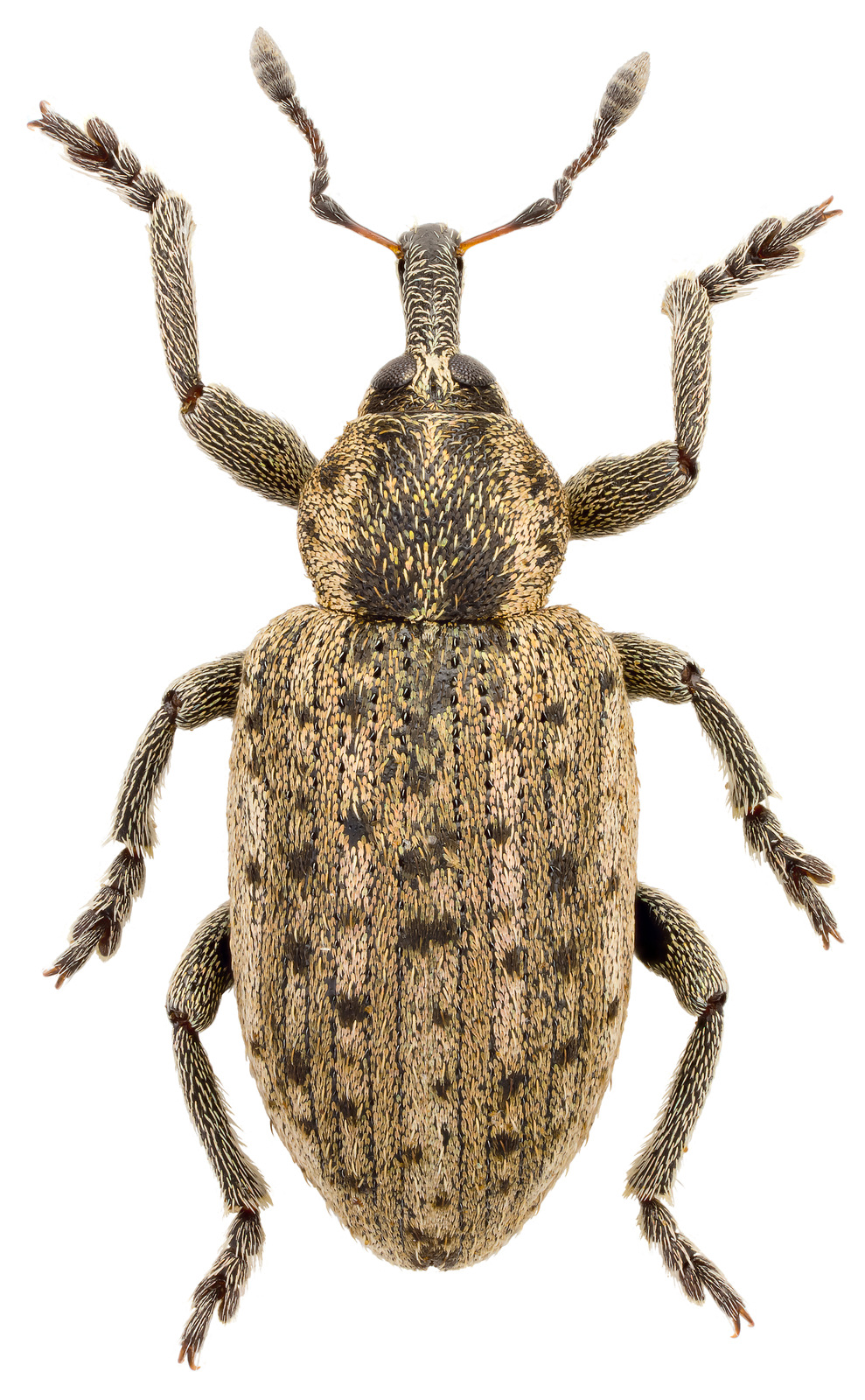 Artfakta från SLU Artdatabanken