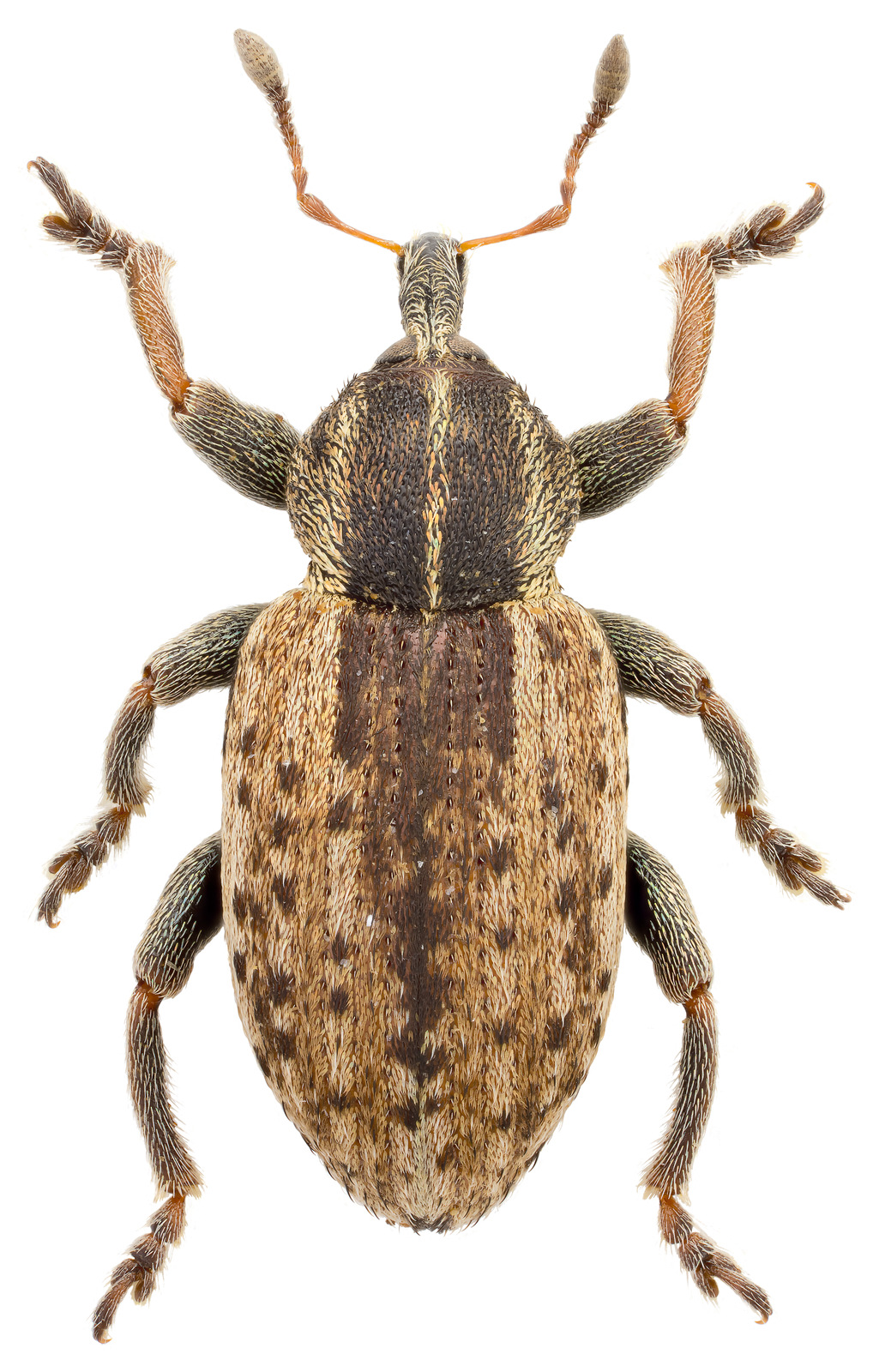 Artfakta från SLU Artdatabanken