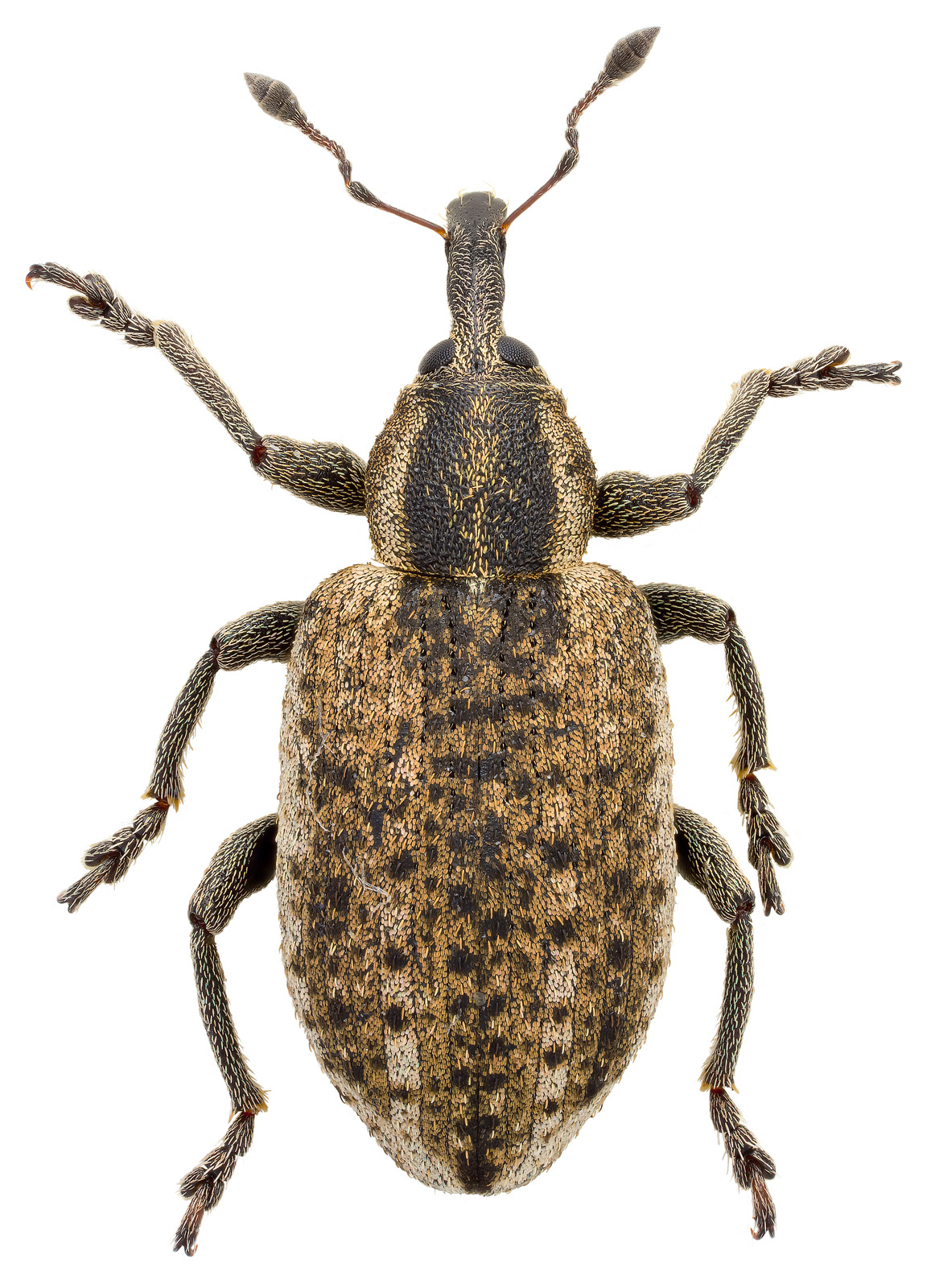 Artfakta från SLU Artdatabanken