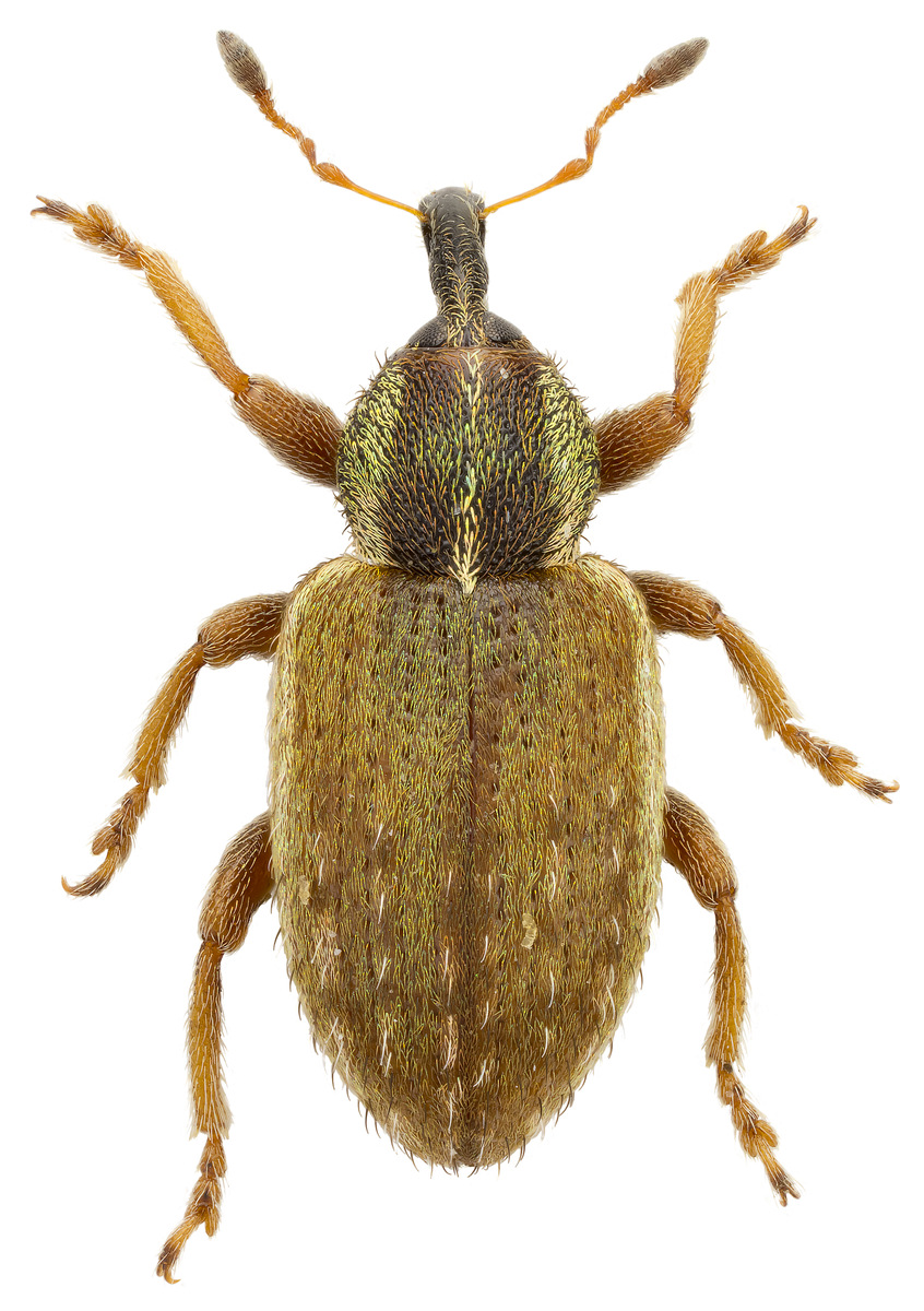 Artfakta från SLU Artdatabanken