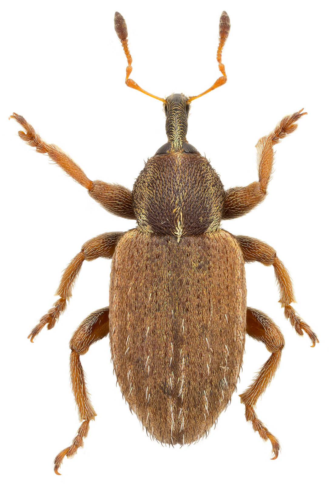 Artfakta från SLU Artdatabanken