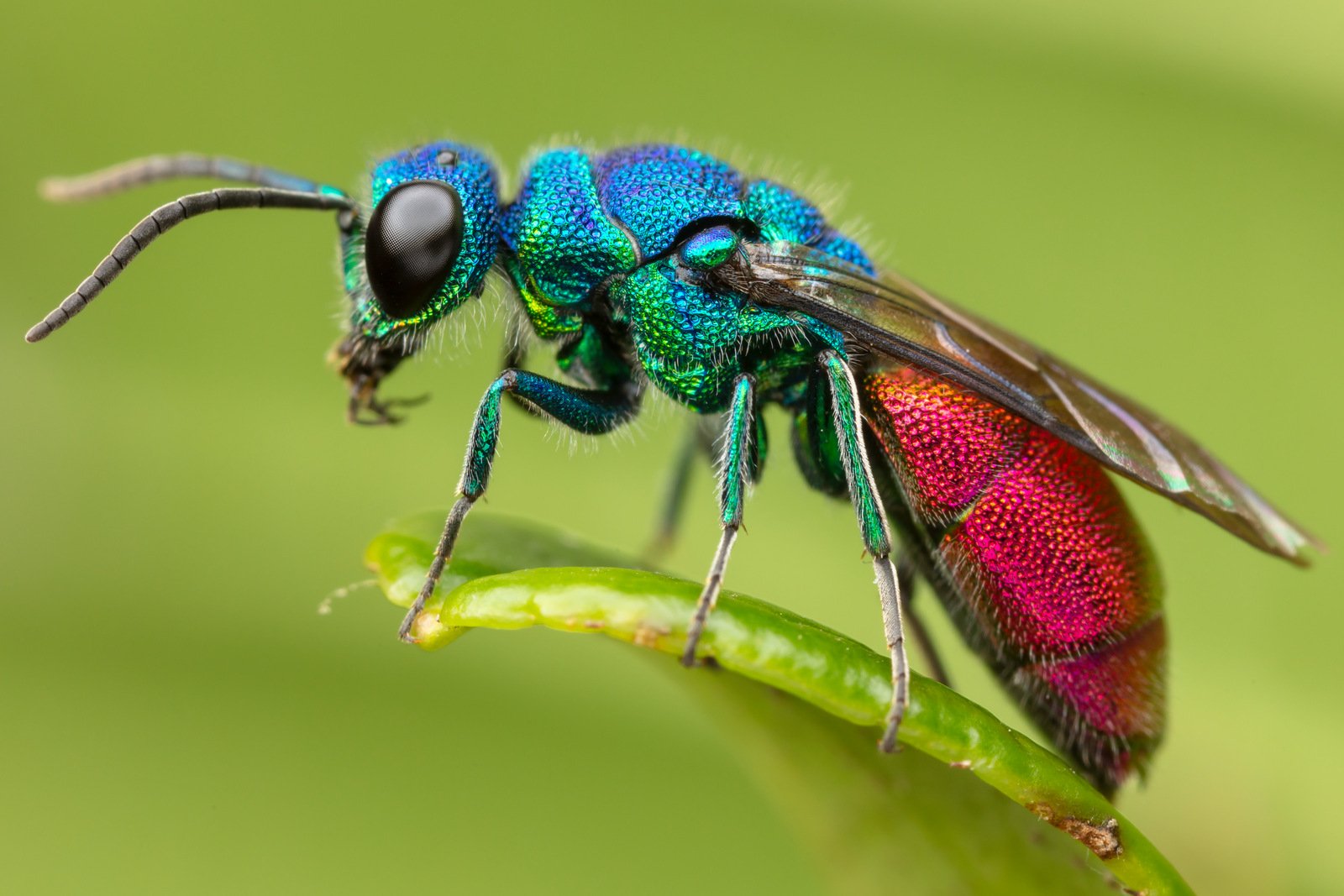 Artfakta från SLU Artdatabanken