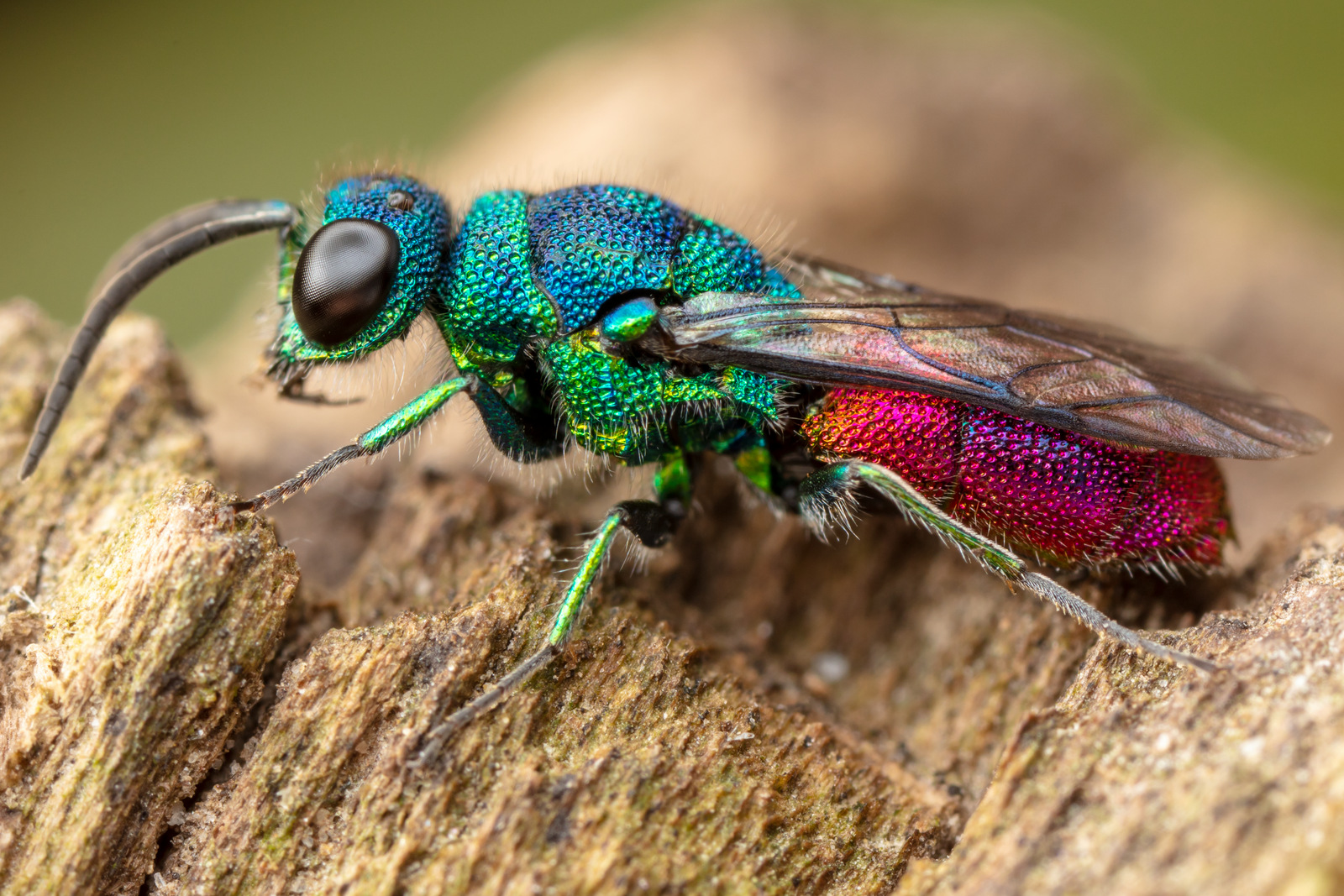 Artfakta från SLU Artdatabanken