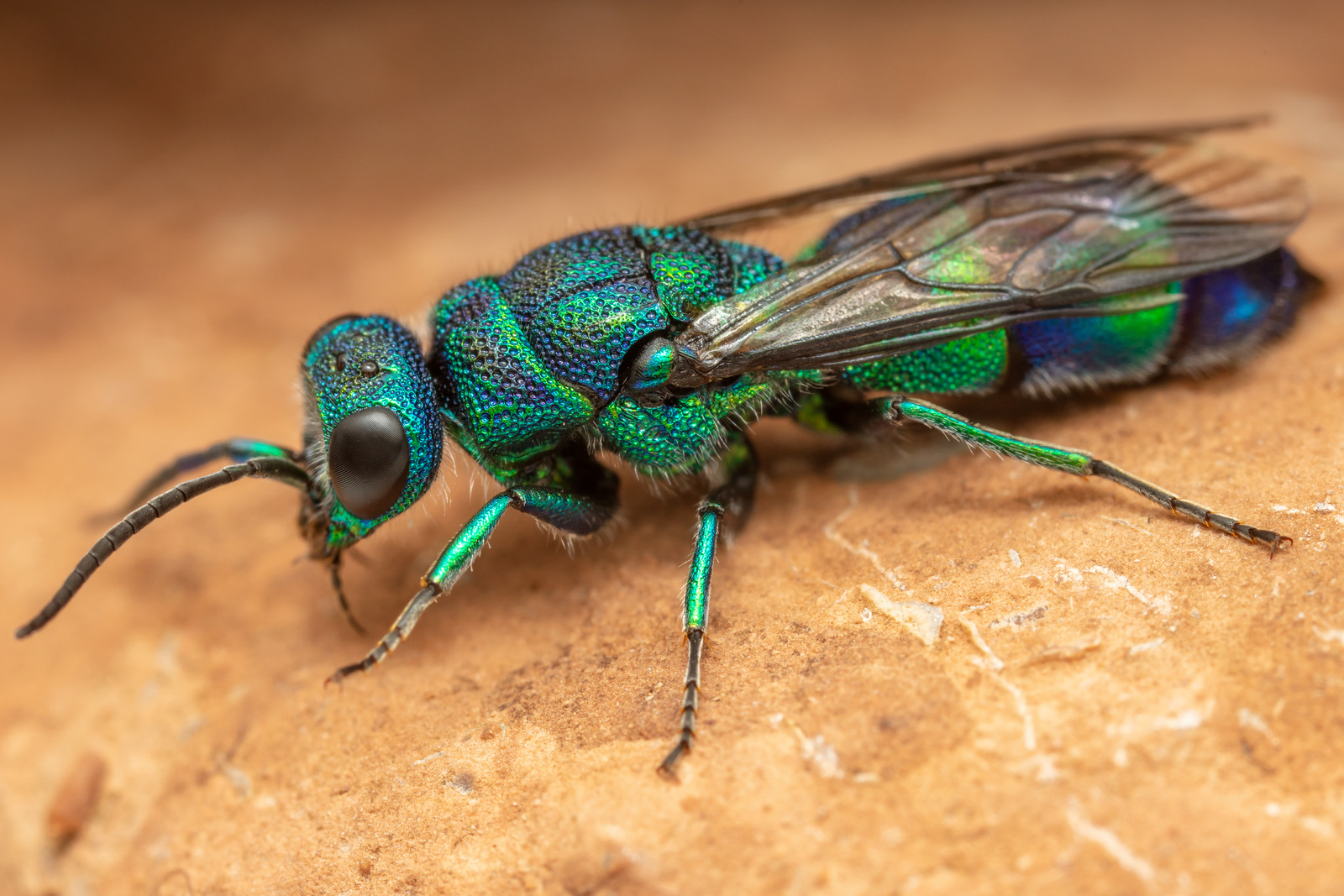 Artfakta från SLU Artdatabanken