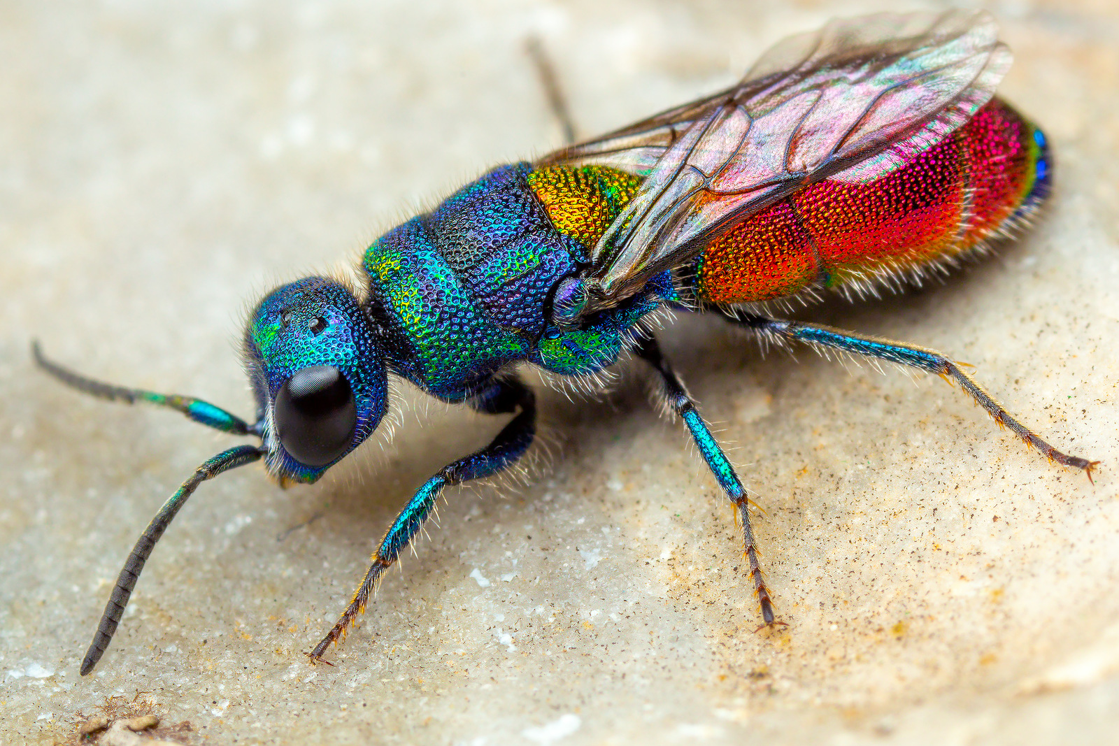 Artfakta från SLU Artdatabanken