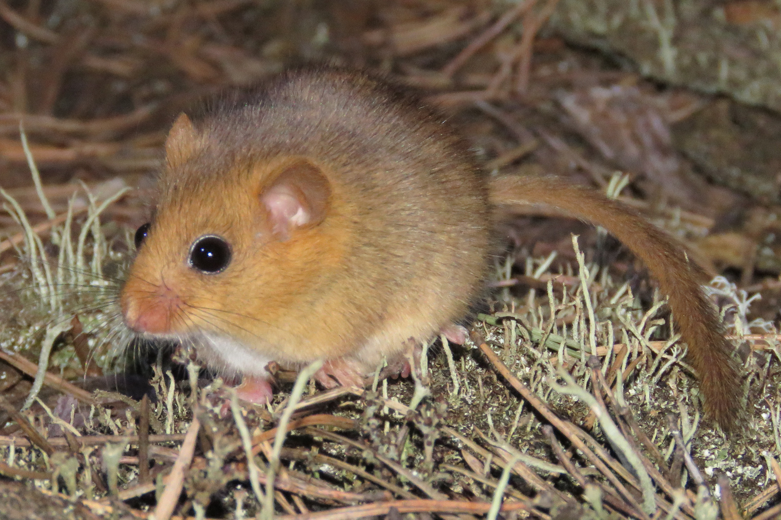 Artfakta från SLU Artdatabanken