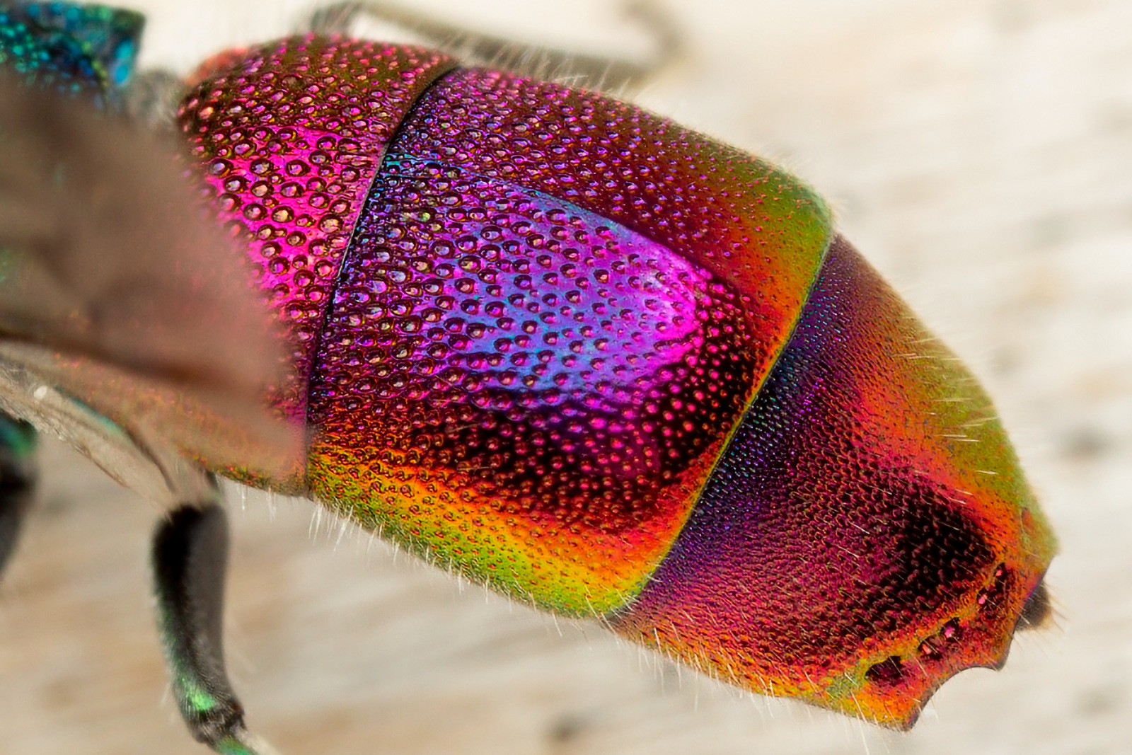 Artfakta från SLU Artdatabanken