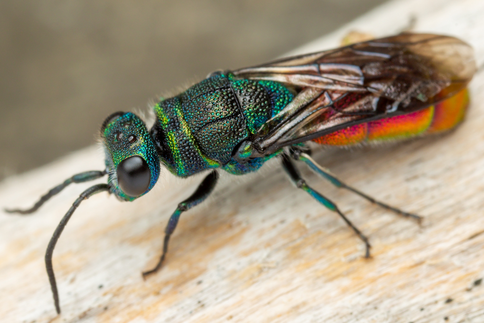 Artfakta från SLU Artdatabanken