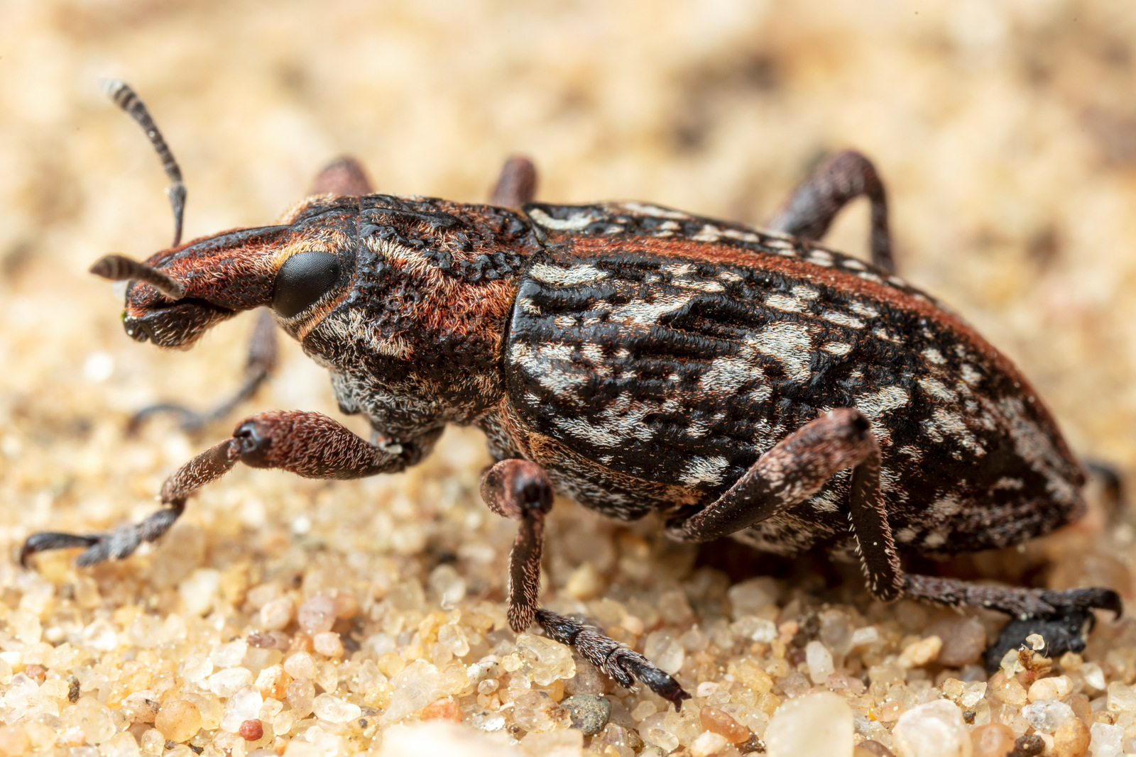 Artfakta från SLU Artdatabanken