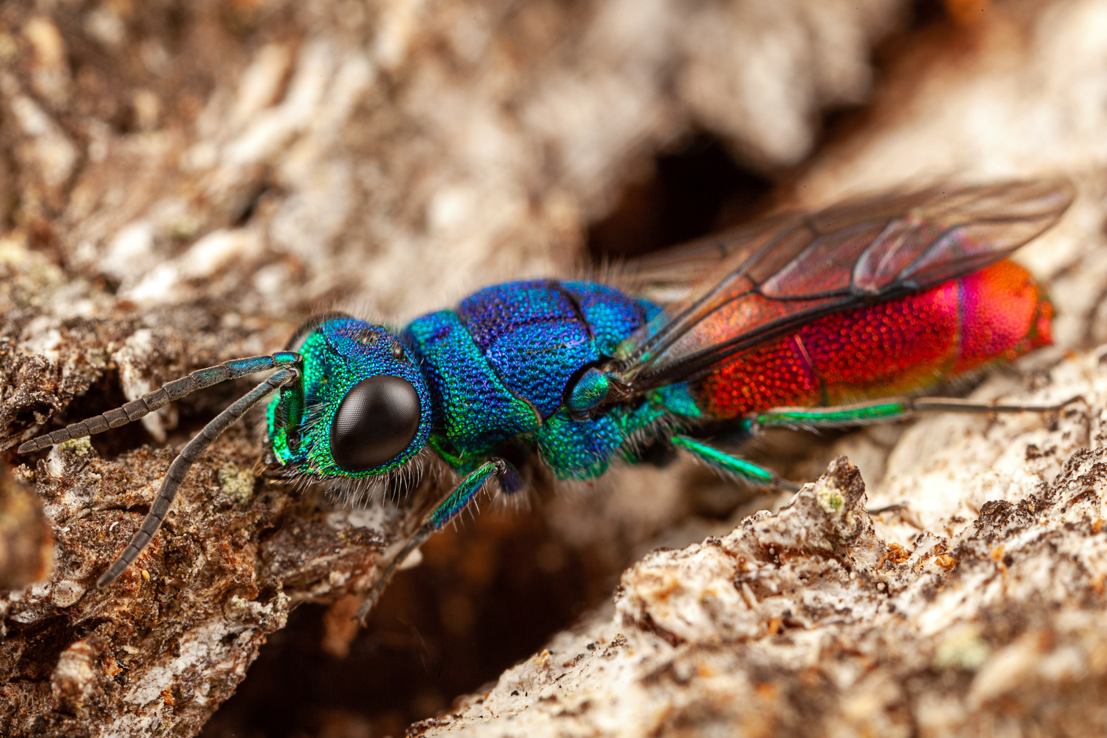 Artfakta från SLU Artdatabanken