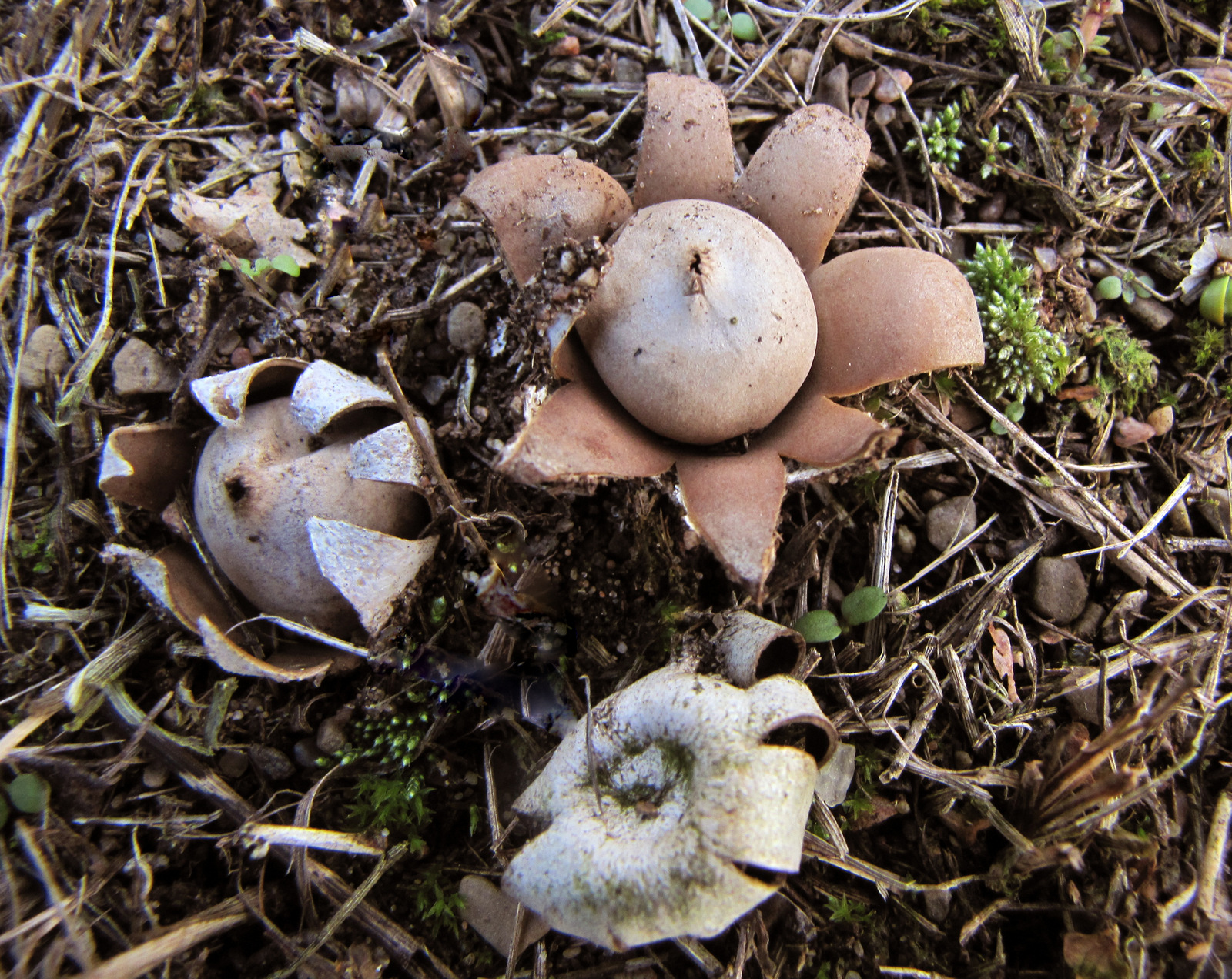 Artfakta från SLU Artdatabanken