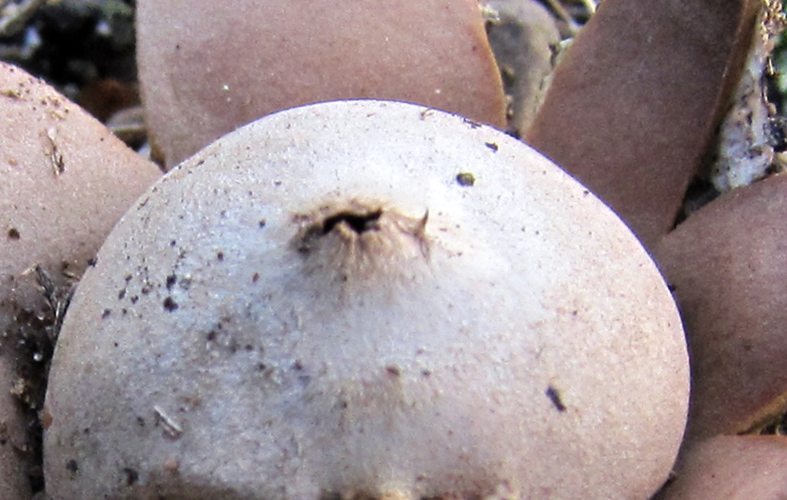 Artfakta från SLU Artdatabanken