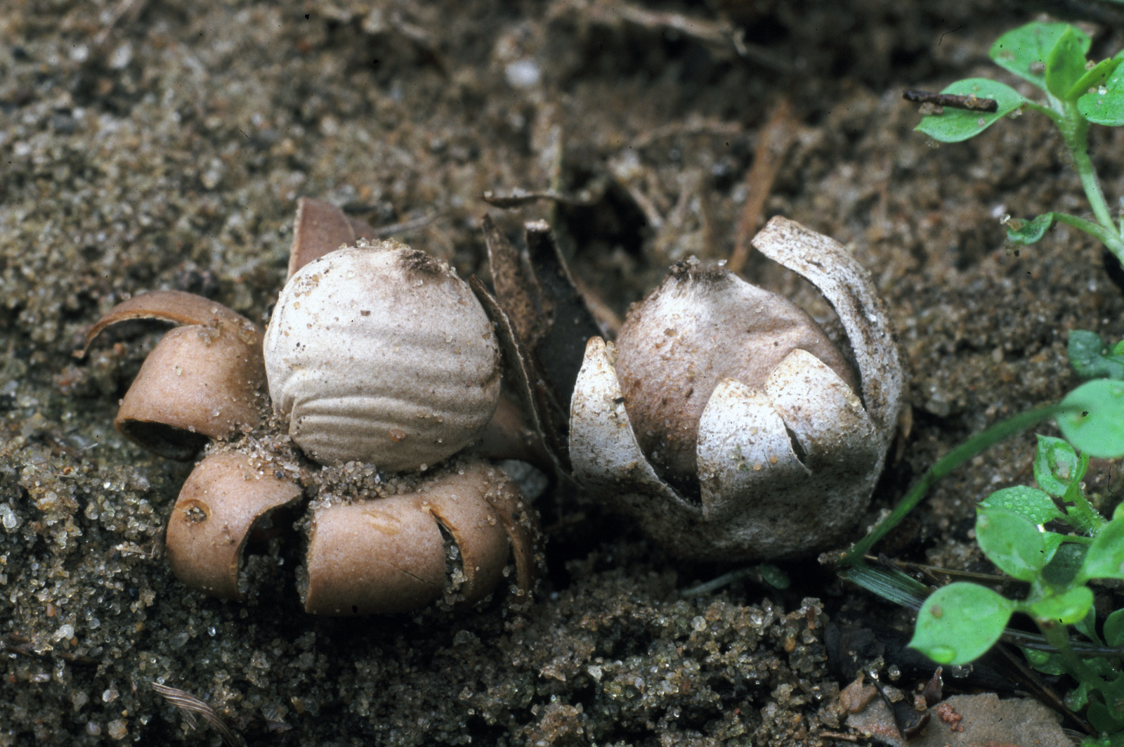 Artfakta från SLU Artdatabanken