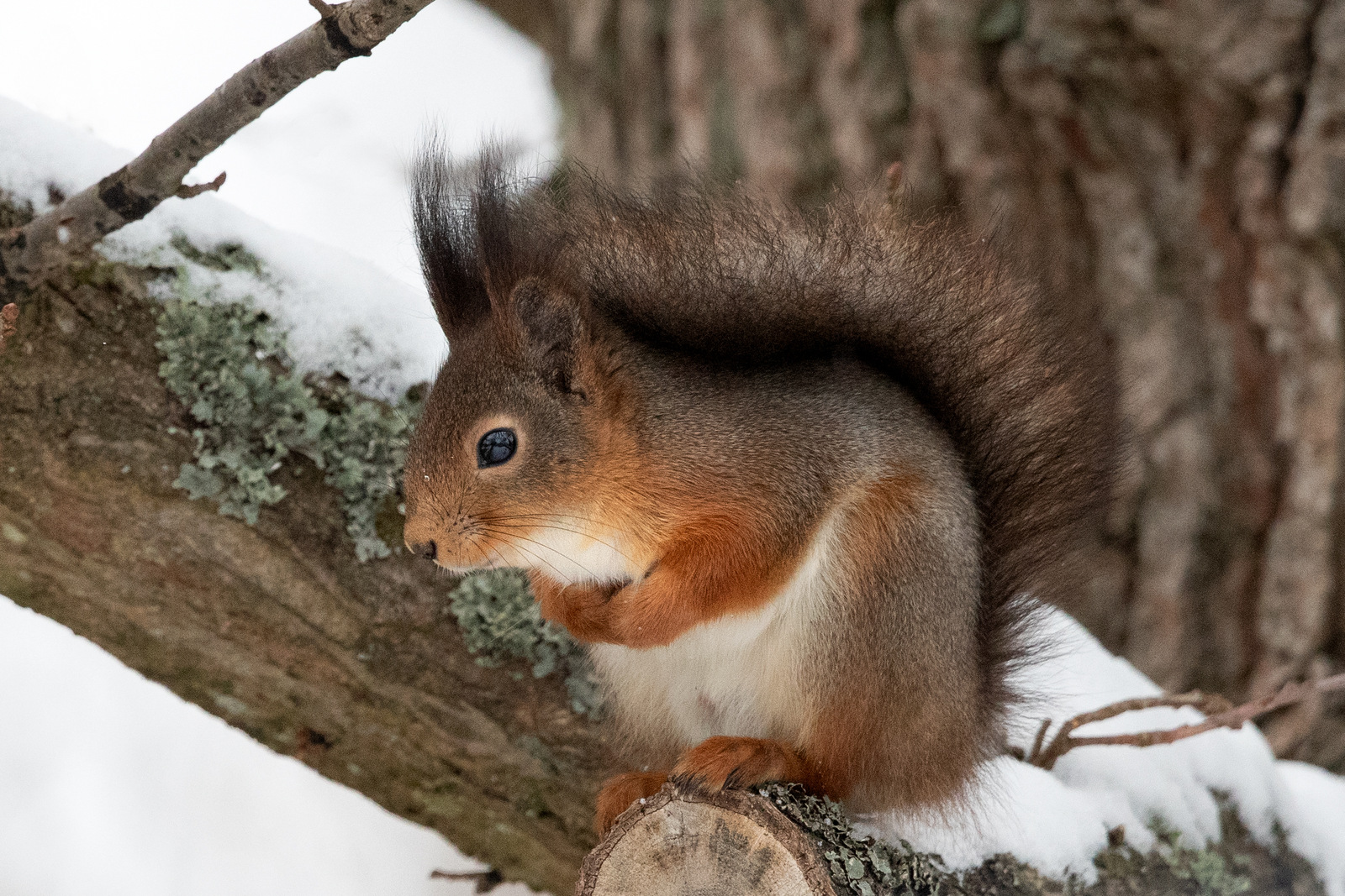 Artfakta från SLU Artdatabanken