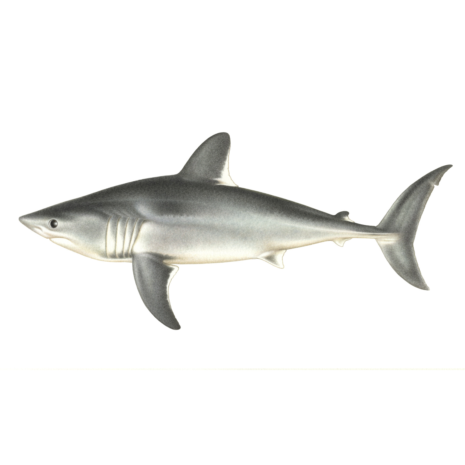 Artfakta från SLU Artdatabanken