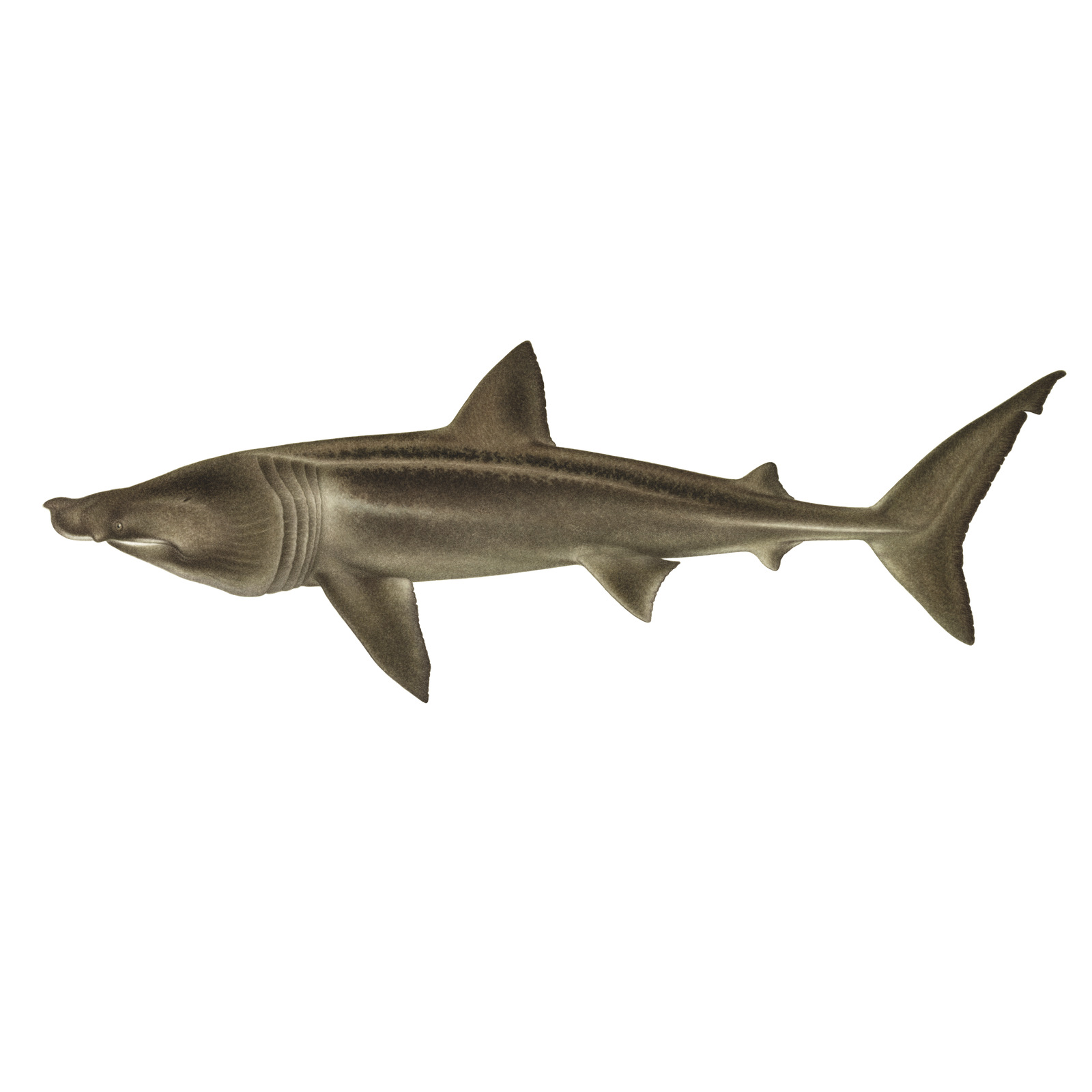 Artfakta från SLU Artdatabanken