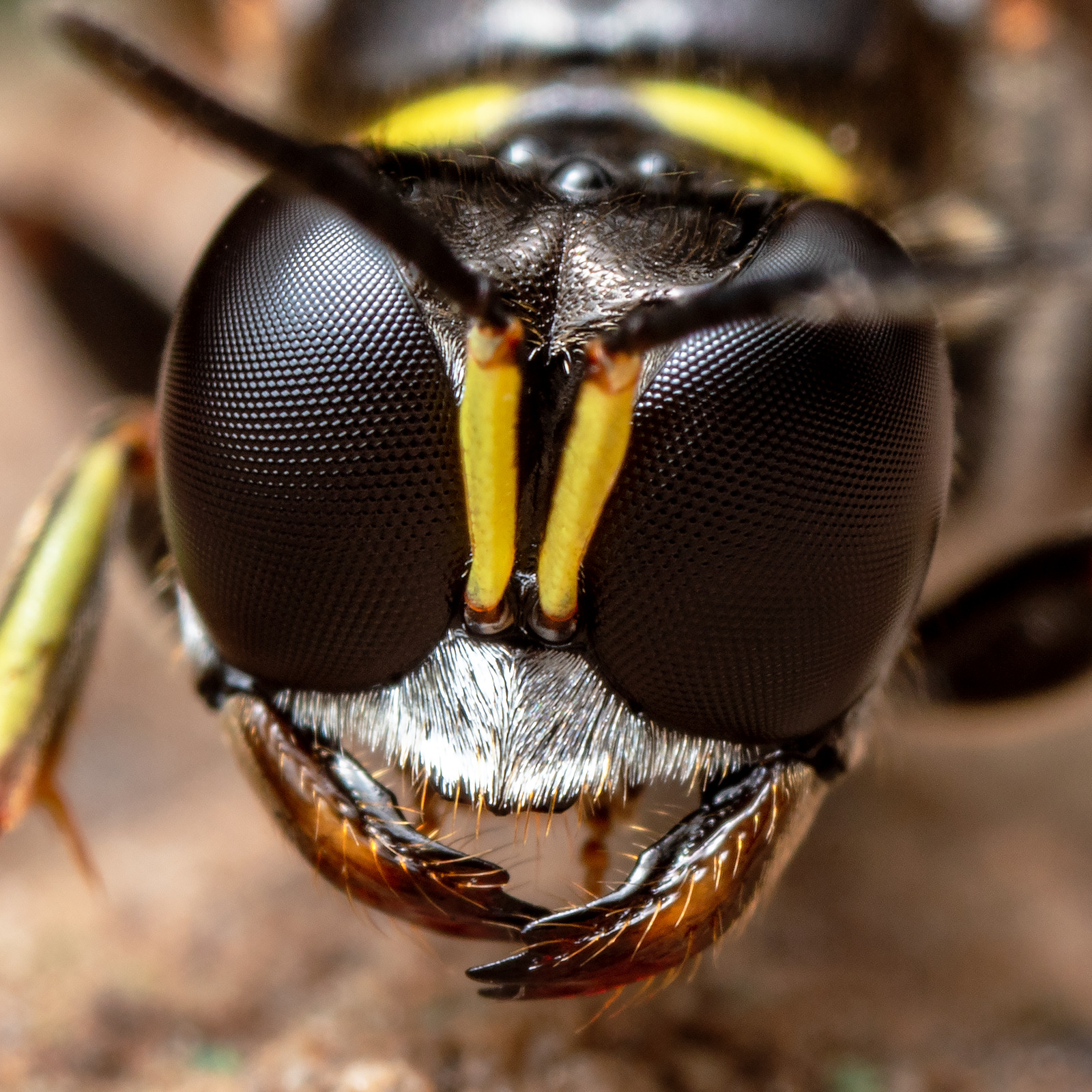 Artfakta från SLU Artdatabanken