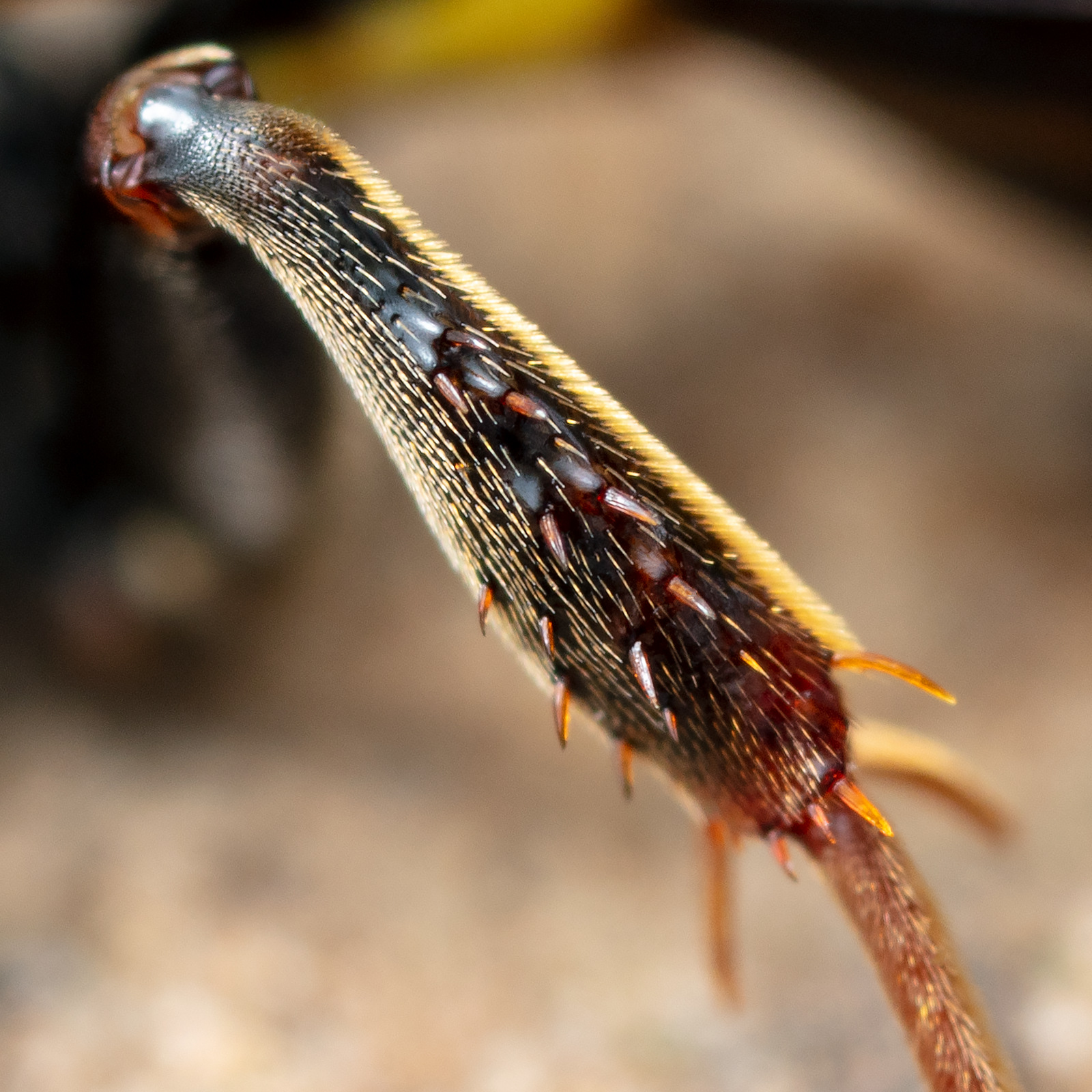 Artfakta från SLU Artdatabanken