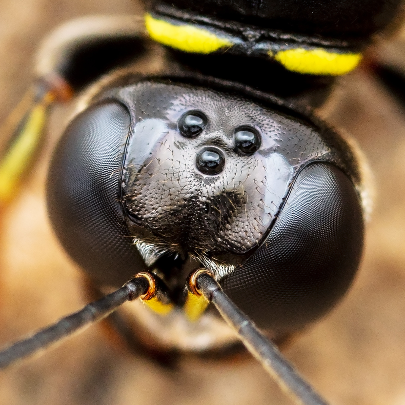 Artfakta från SLU Artdatabanken