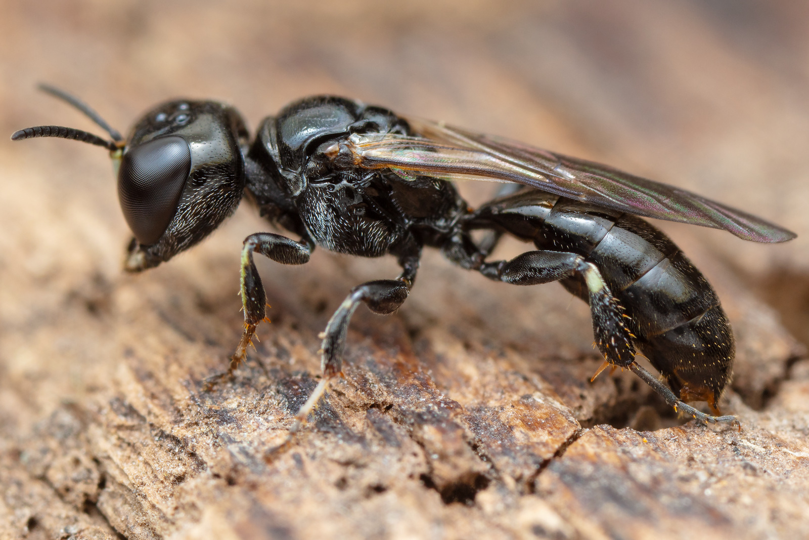 Artfakta från SLU Artdatabanken