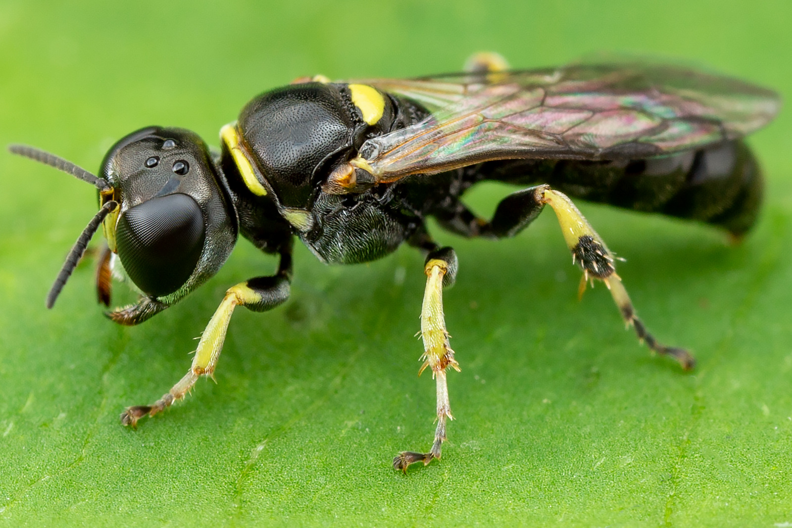 Artfakta från SLU Artdatabanken