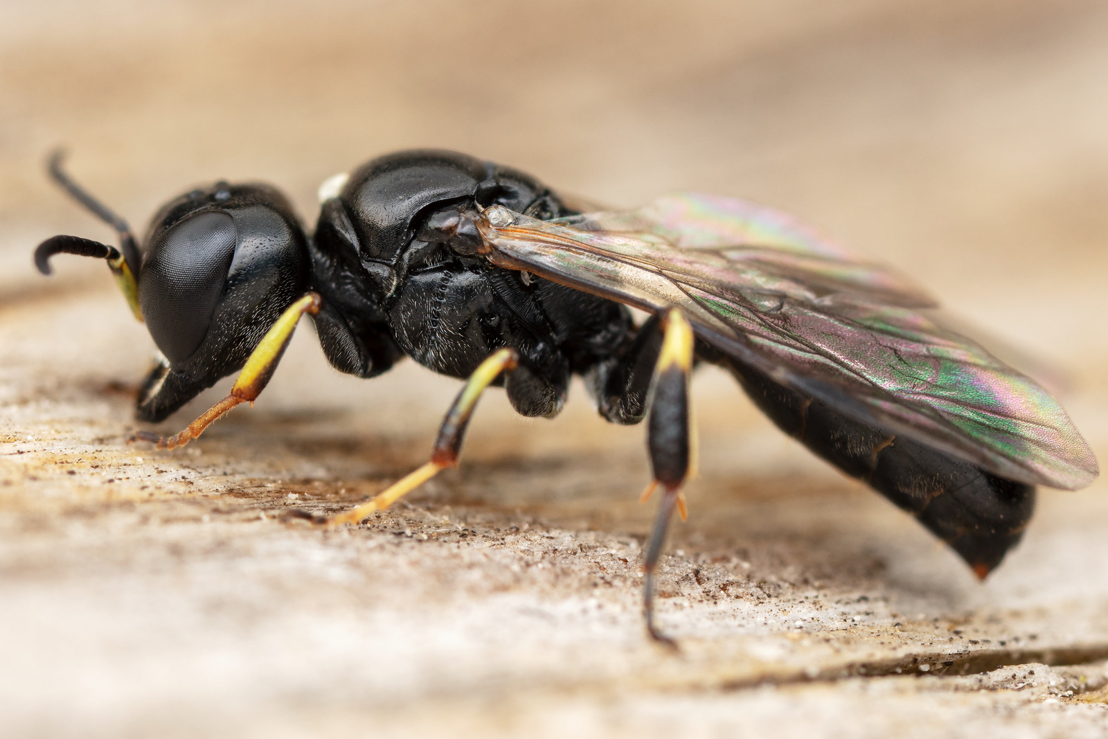 Artfakta från SLU Artdatabanken